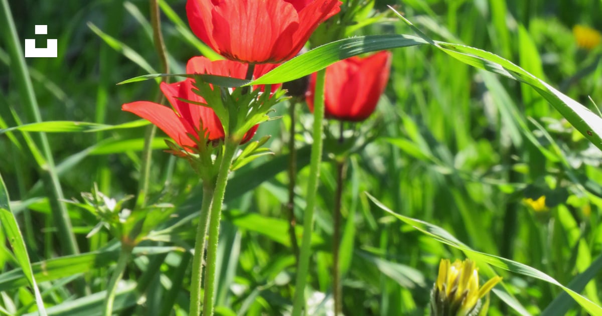 Un champ plein de fleurs rouges et d’herbe verte photo – Photo ... Un champ plein de fleurs rouges et d’herbe verte photo – Photo ...