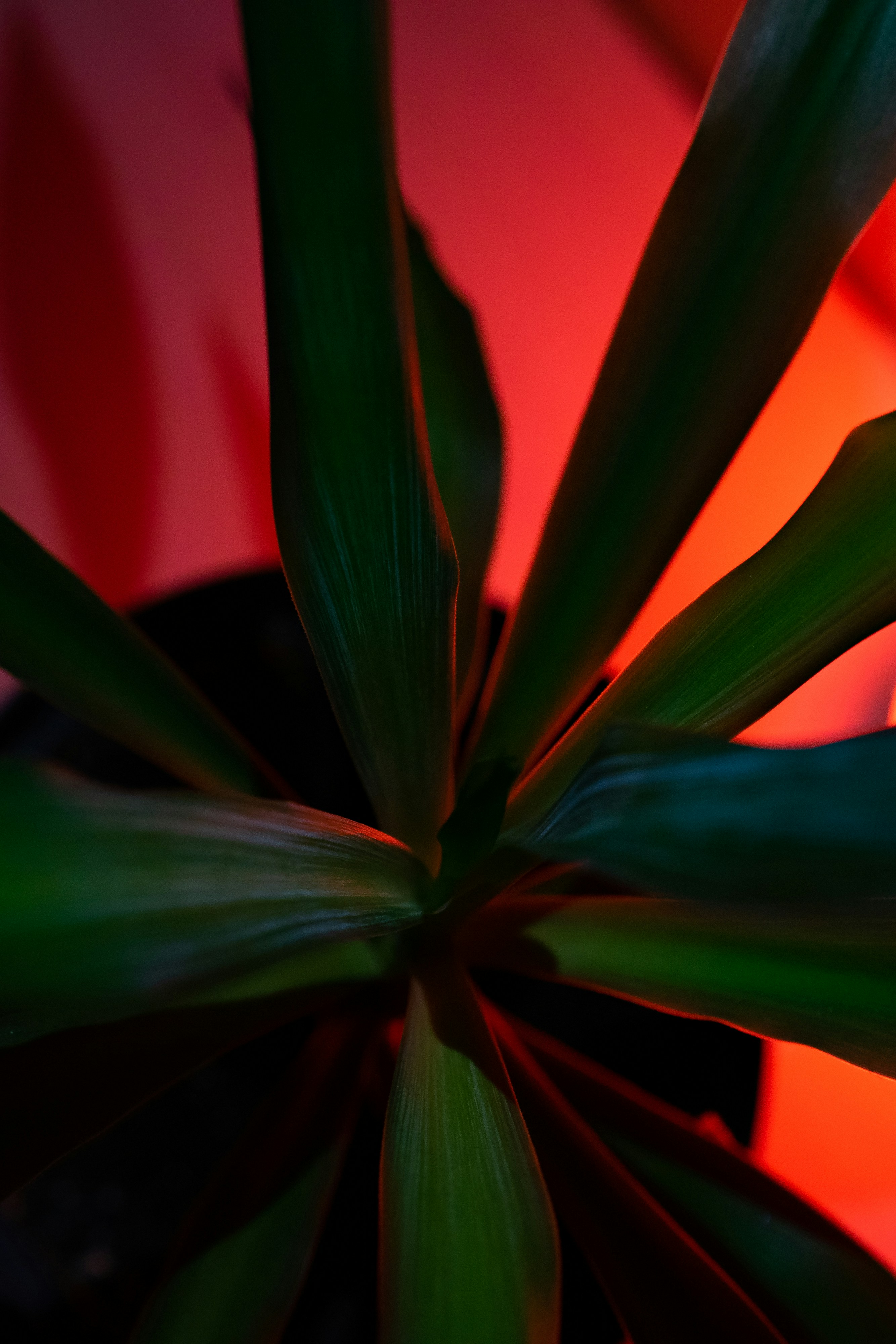 Close-up of vibrant green plant leaves illuminated by dramatic red lighting, creating a striking contrast against the dark background.