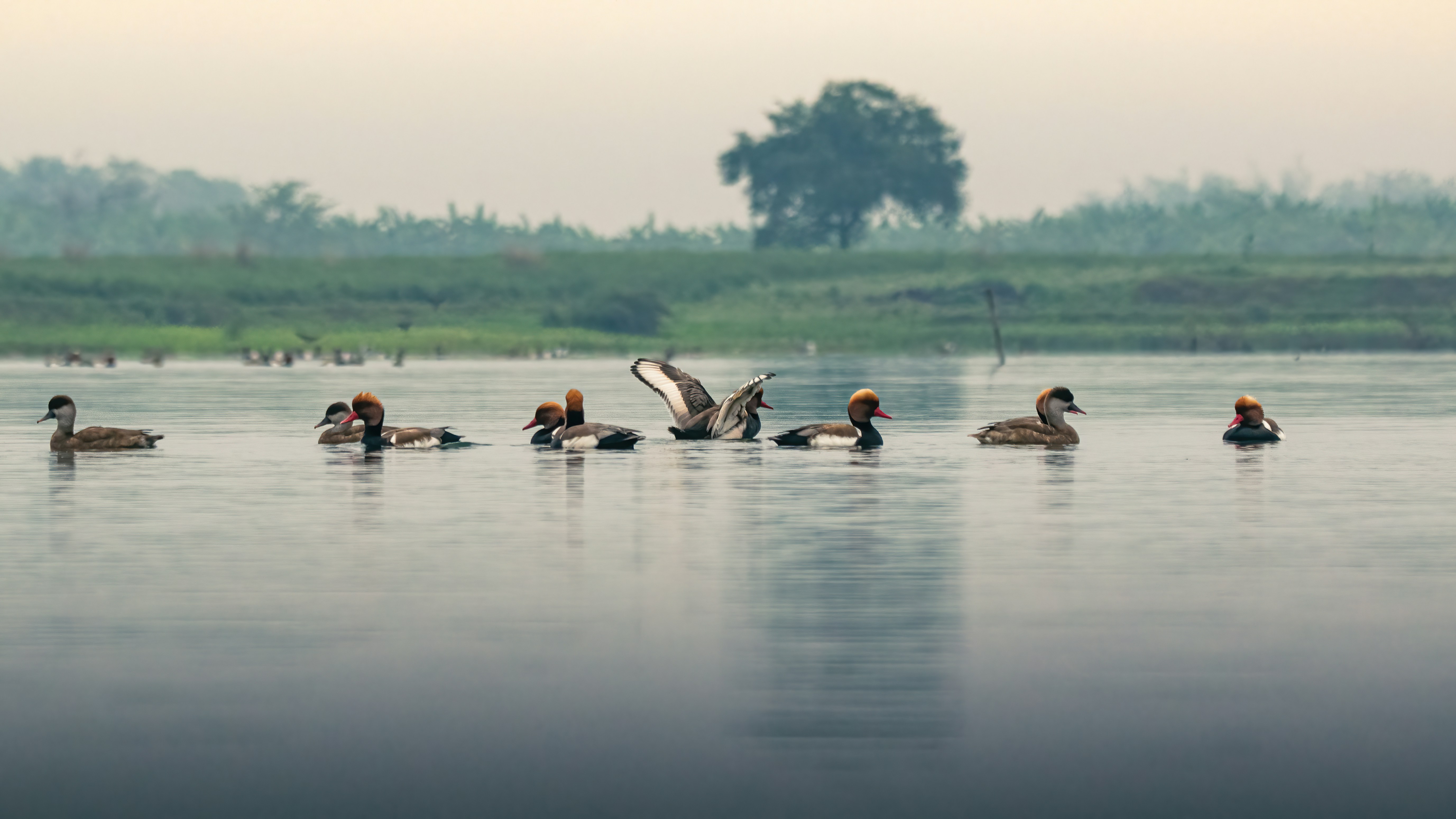 Dawn Tranquility: Ducks Drift Across a Glassy Lake