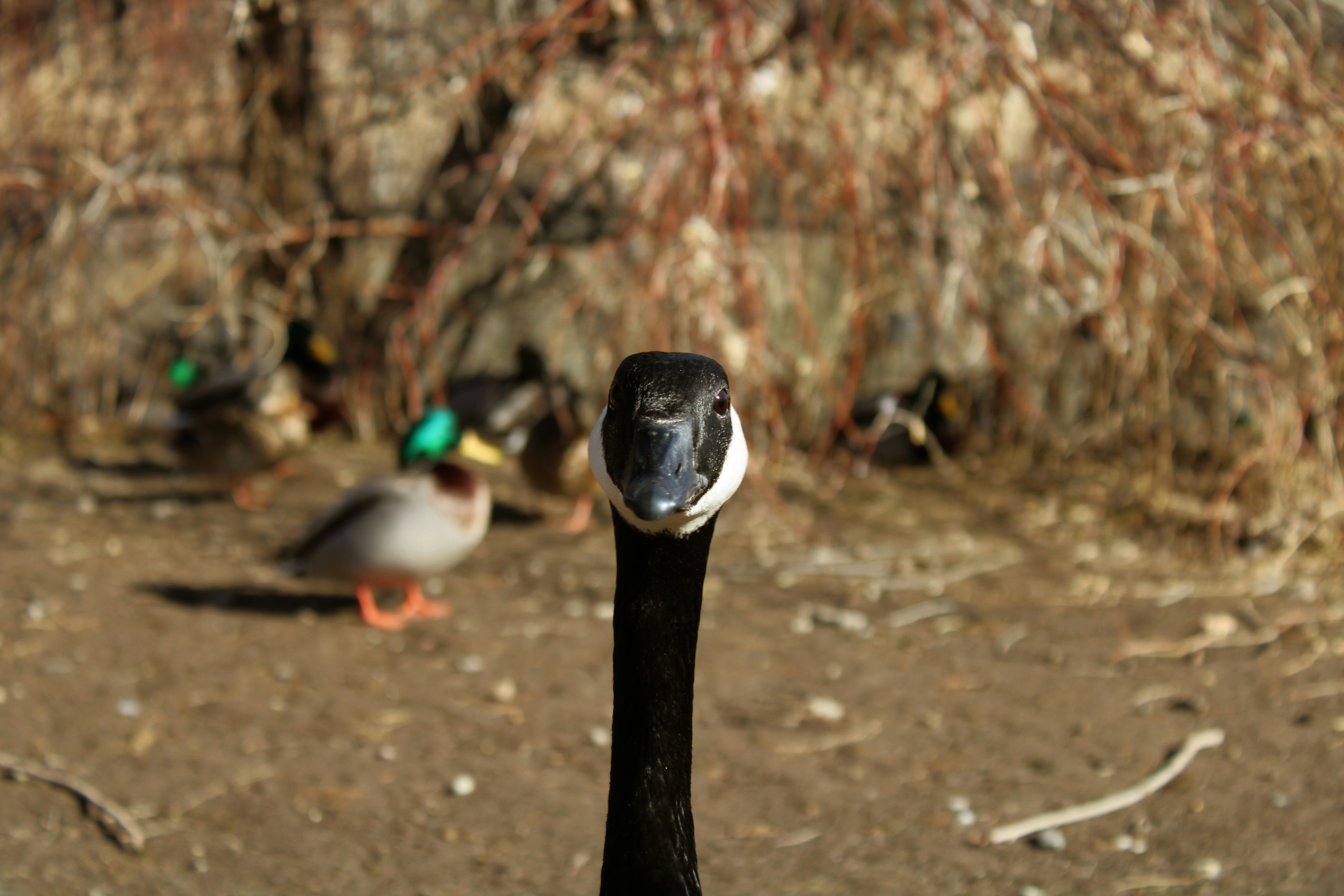 SOLID: Liskov Substitution Principle (LSP)