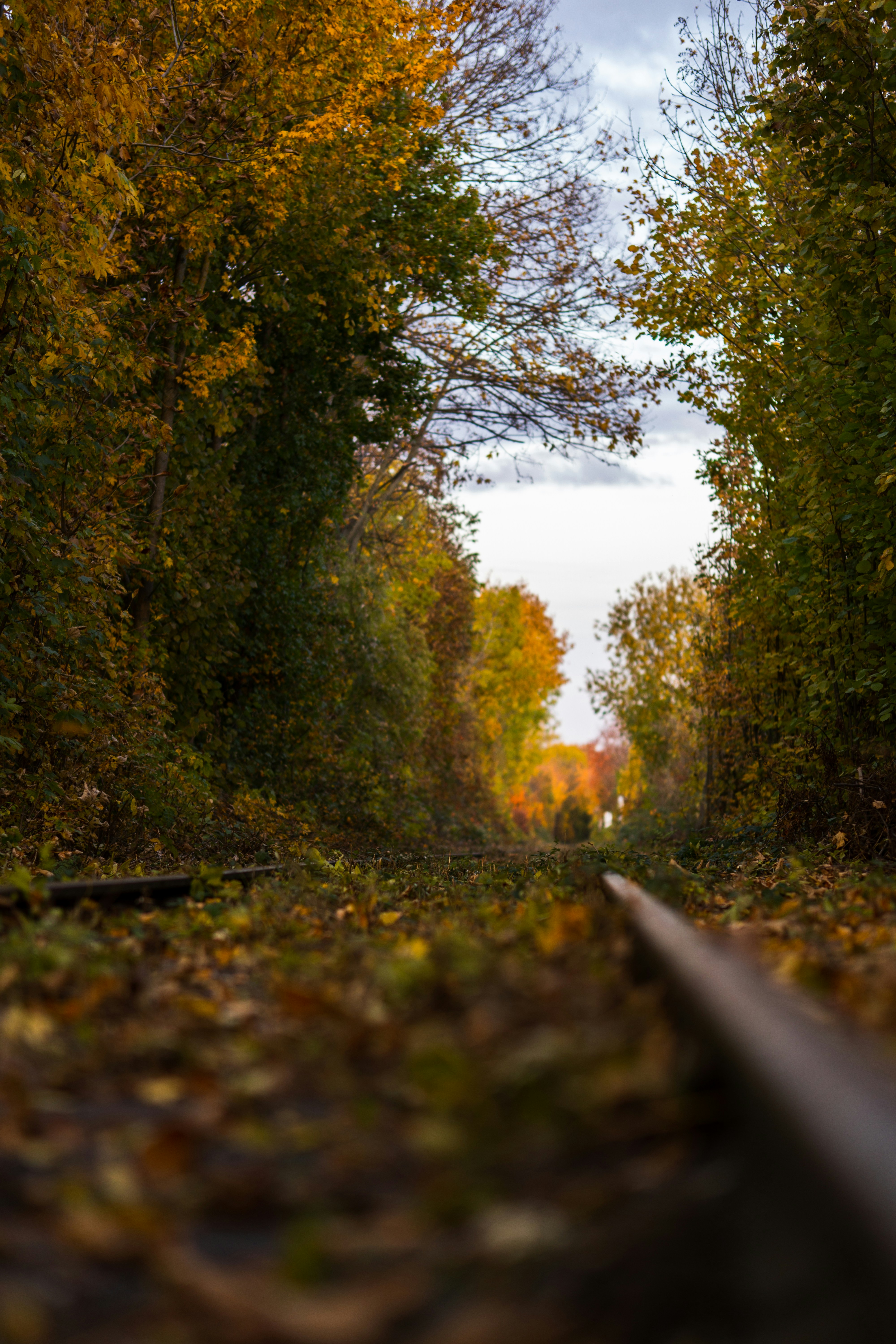 Vibrant autumn foliage frames a narrow railway path, inviting viewers to explore the tranquil scene. The ground is scattered with fallen leaves, enhancing the seasonal atmosphere.