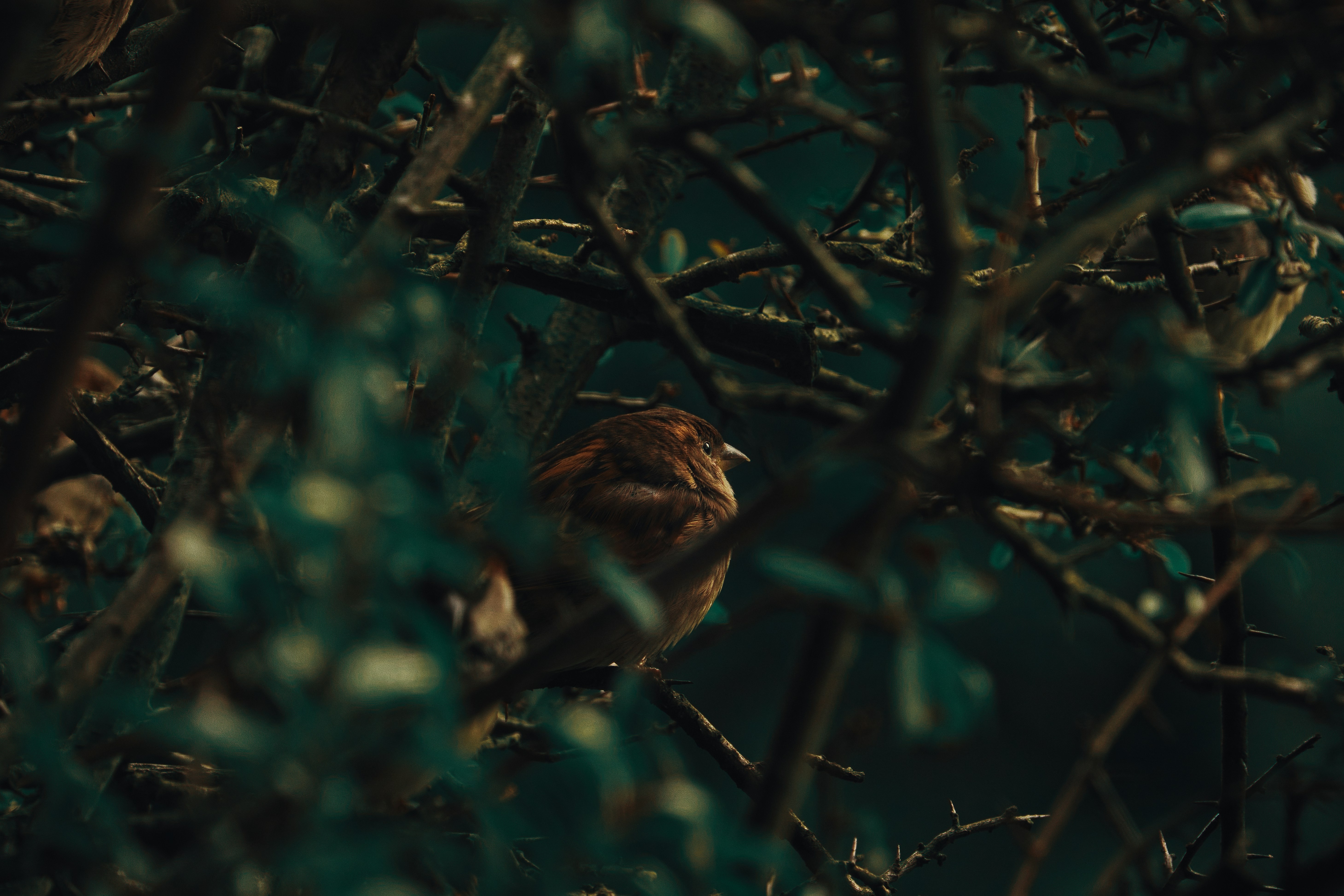 A bird nestled among tangled branches, partially obscured by foliage, creating a sense of mystery and camouflage.