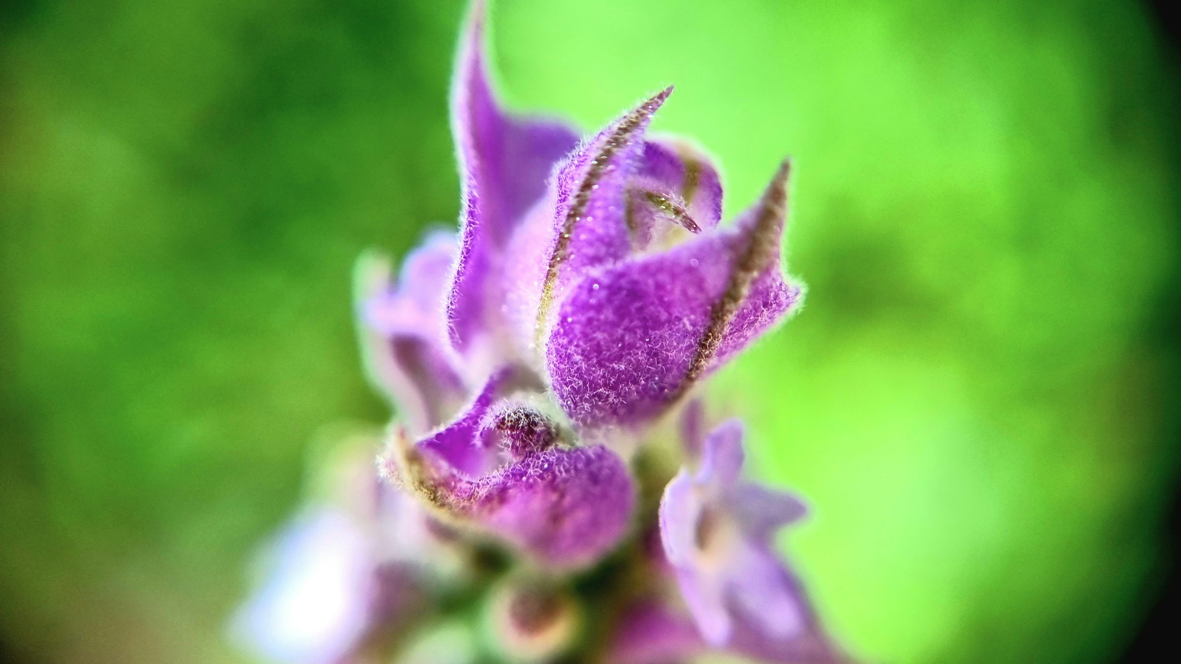 Foto Un primer plano de una flor púrpura con un fondo borroso – Imagen ...