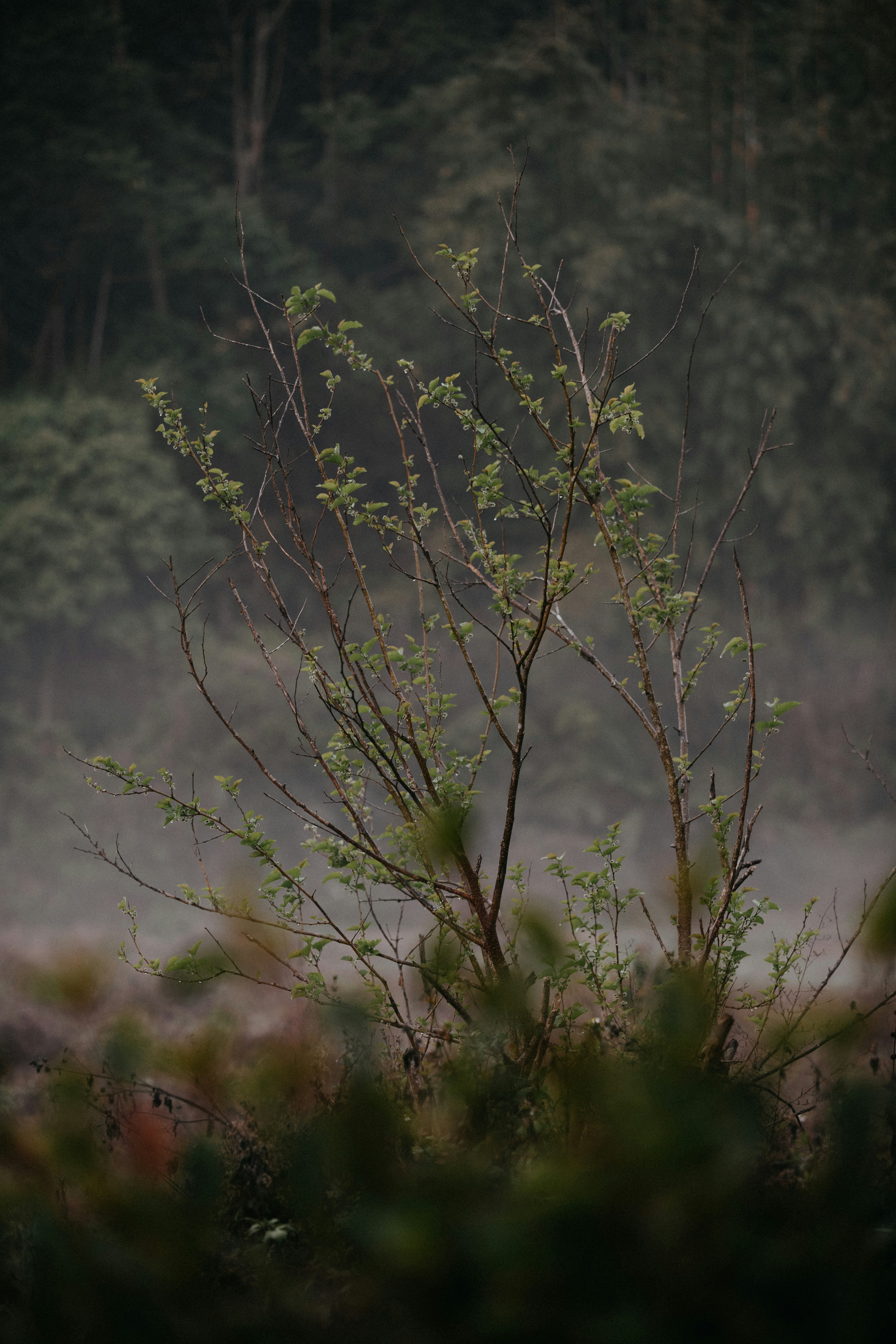 Mist