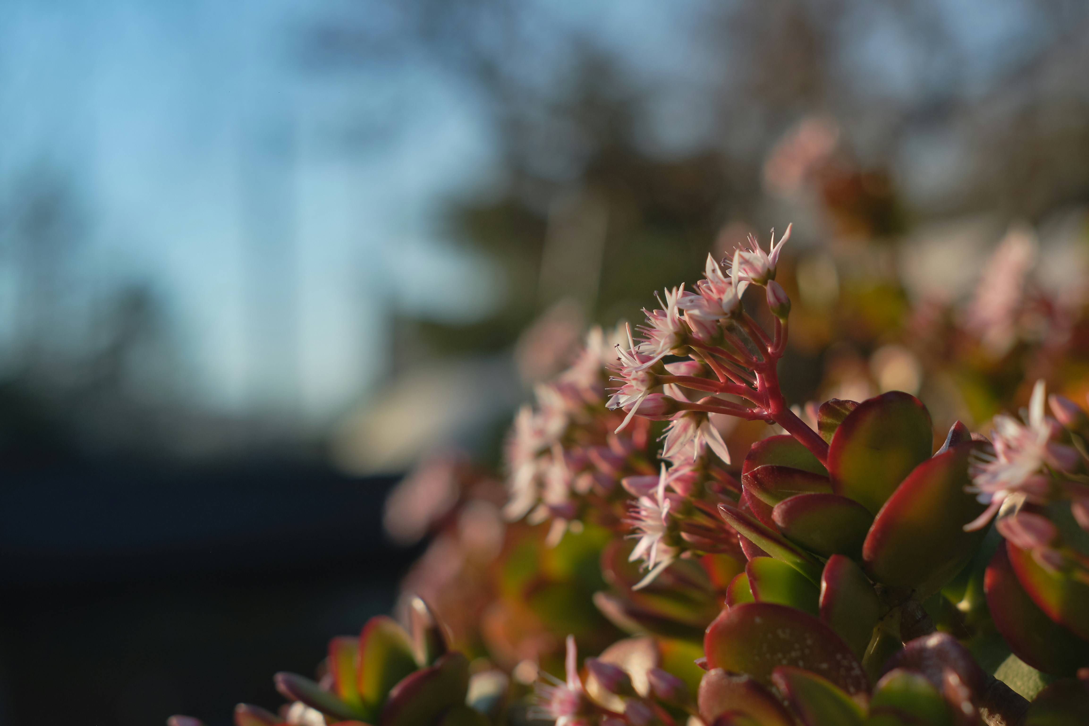 Pink-tipped succulent blooms bathed in late-afternoon light