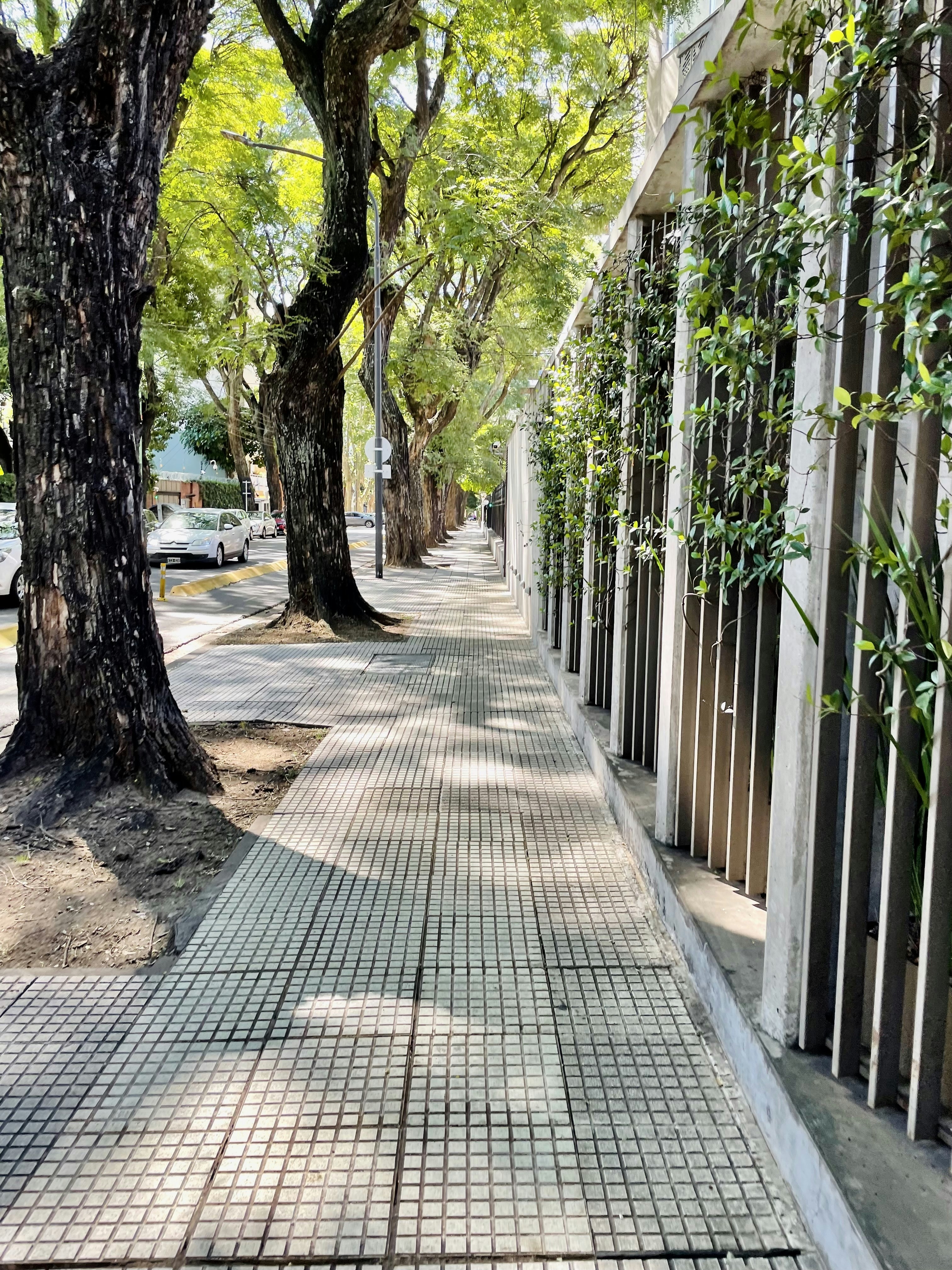 Shaded Boulevard: Sunlight Dapples a Tree-Lined Pedestrian Path