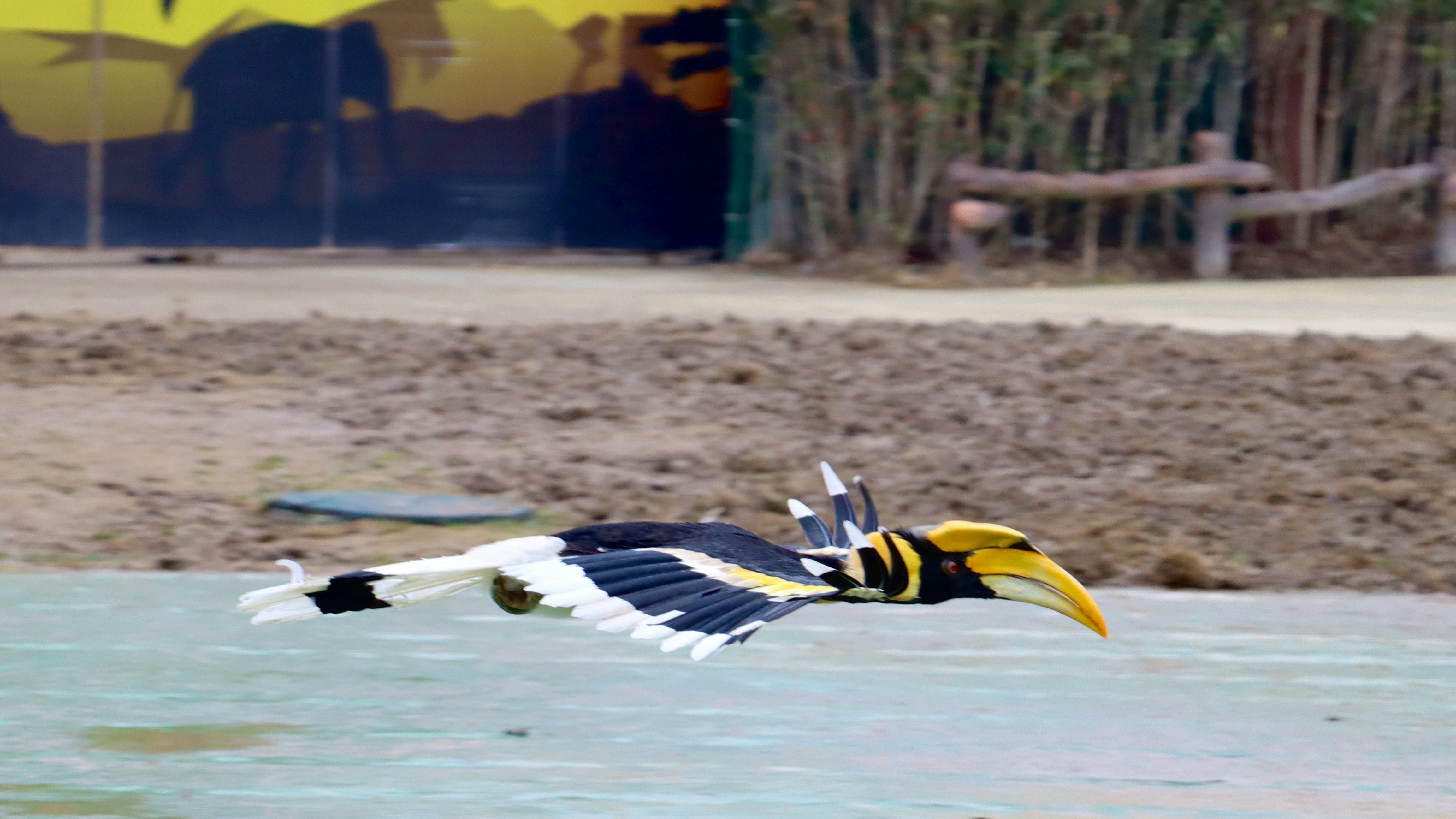 Nile Crest in Flight: Gold-crested Hornbill Skimming a tranquil shoreline