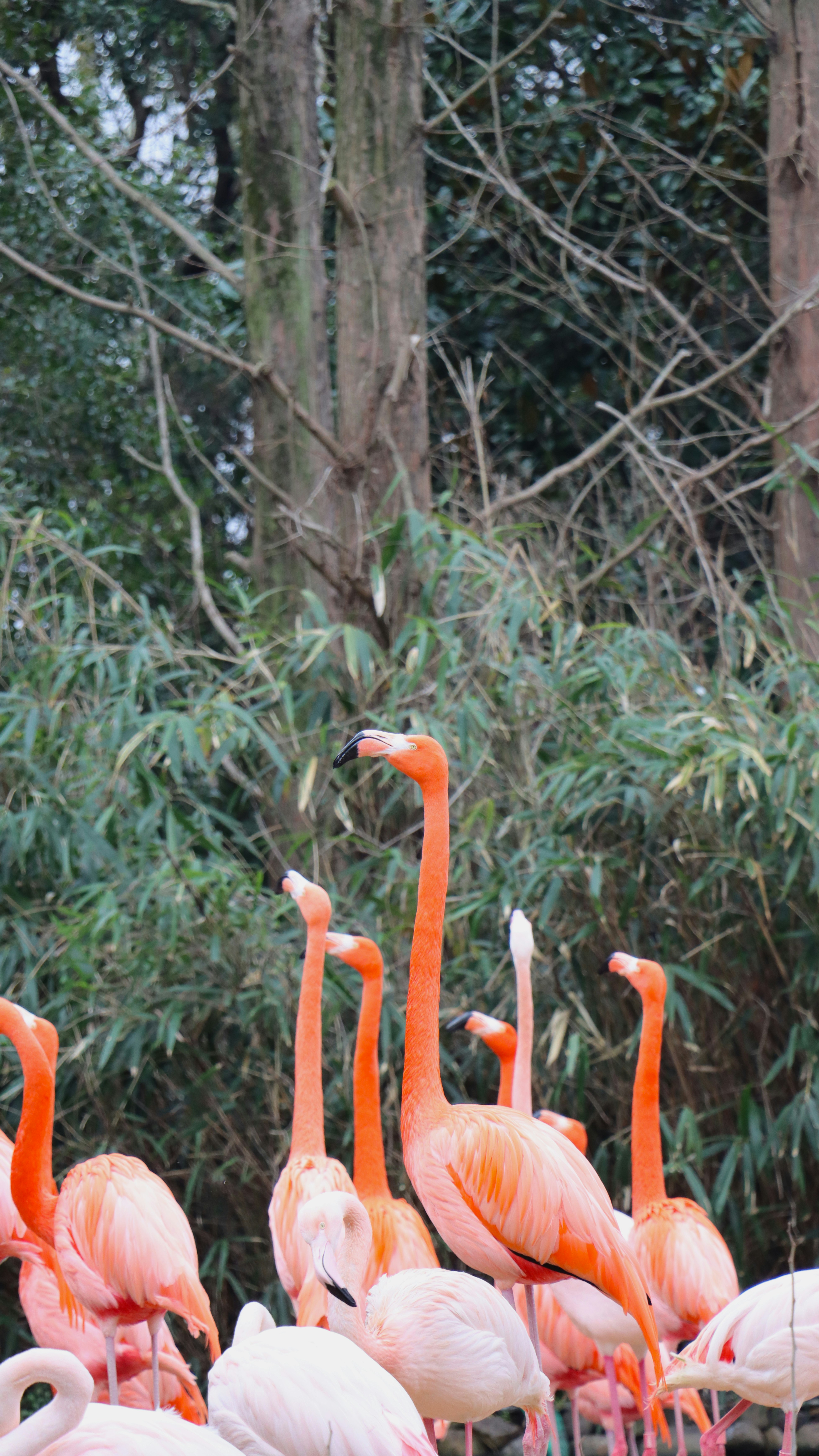 Orange Chimneys: A Flock of Flamingos in Stately Pause