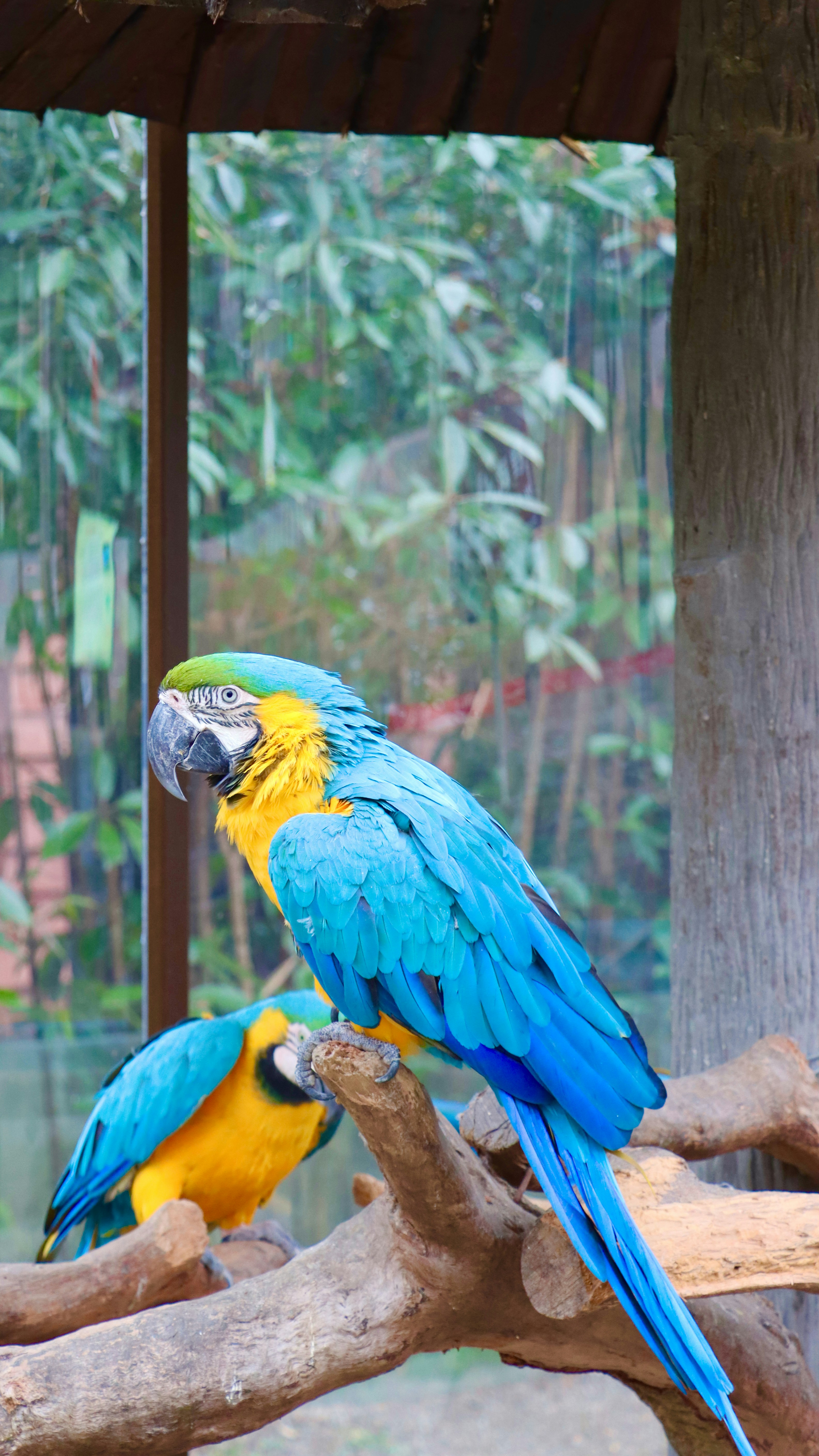 a blue and yellow parrot sitting on top of a tree branch