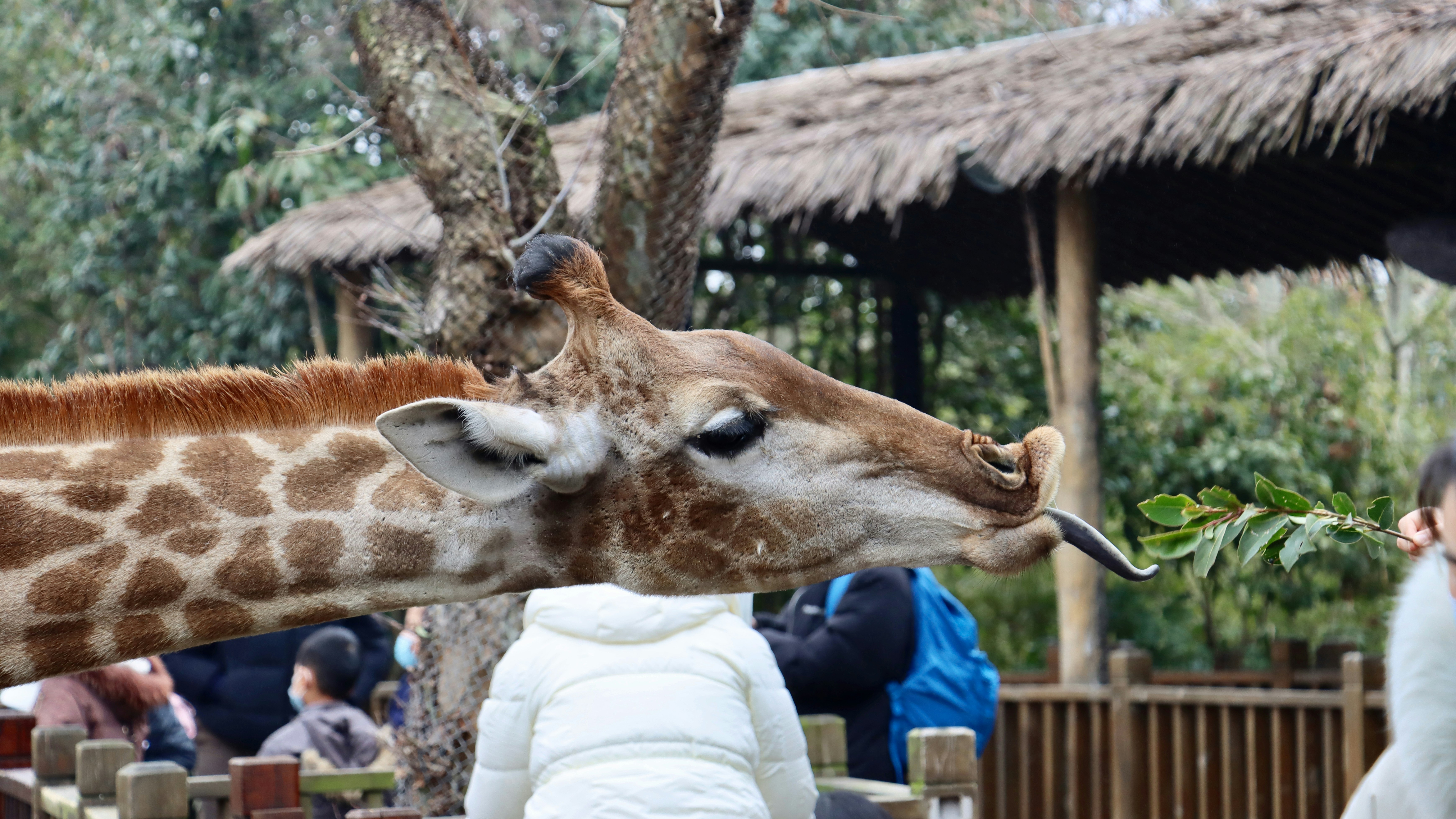Giraffe's Leafy Reach at the Viewing Fence