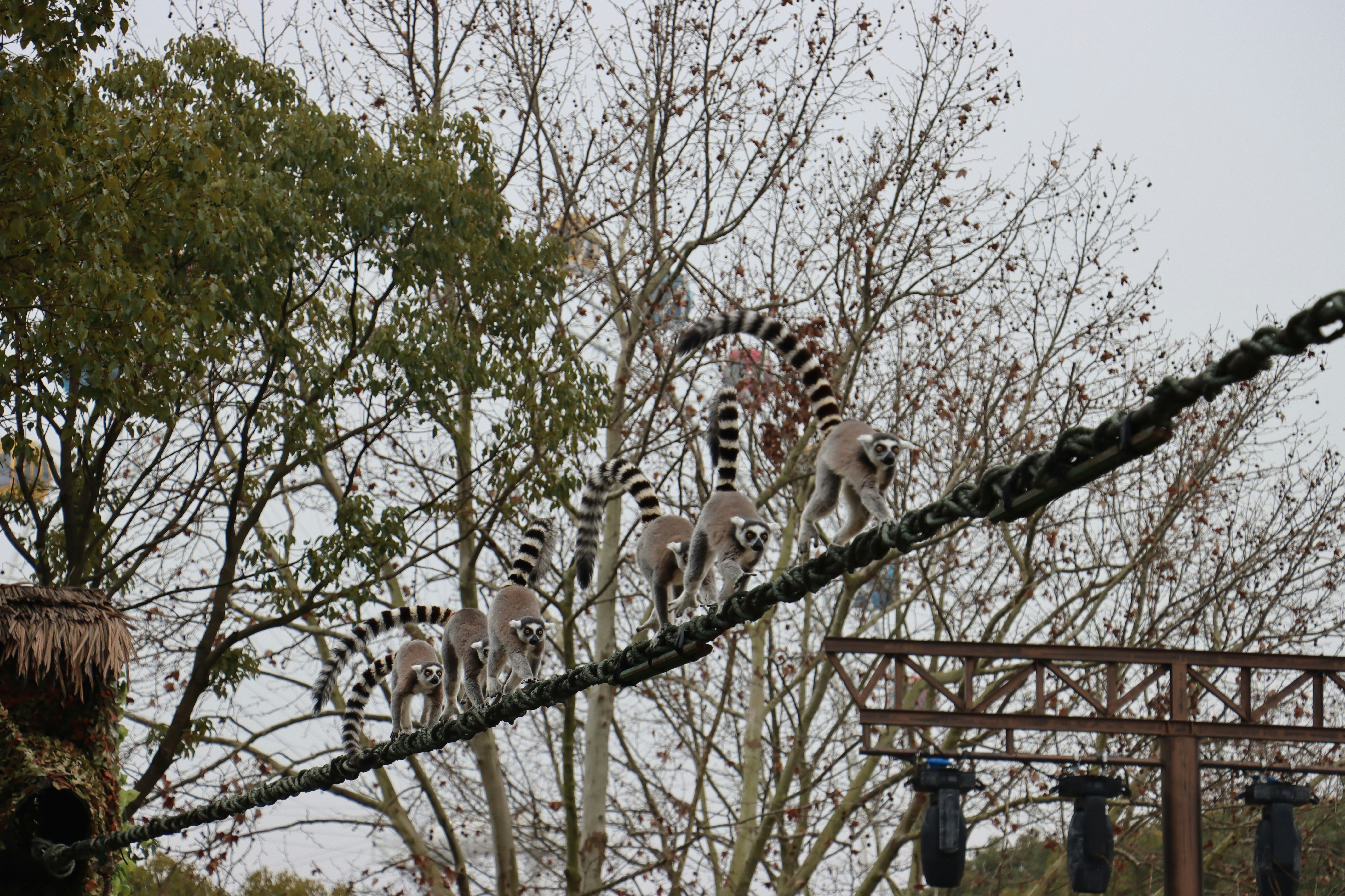 A group of zebras climbing a rope in a zoo photo – Free Animal Image on ...