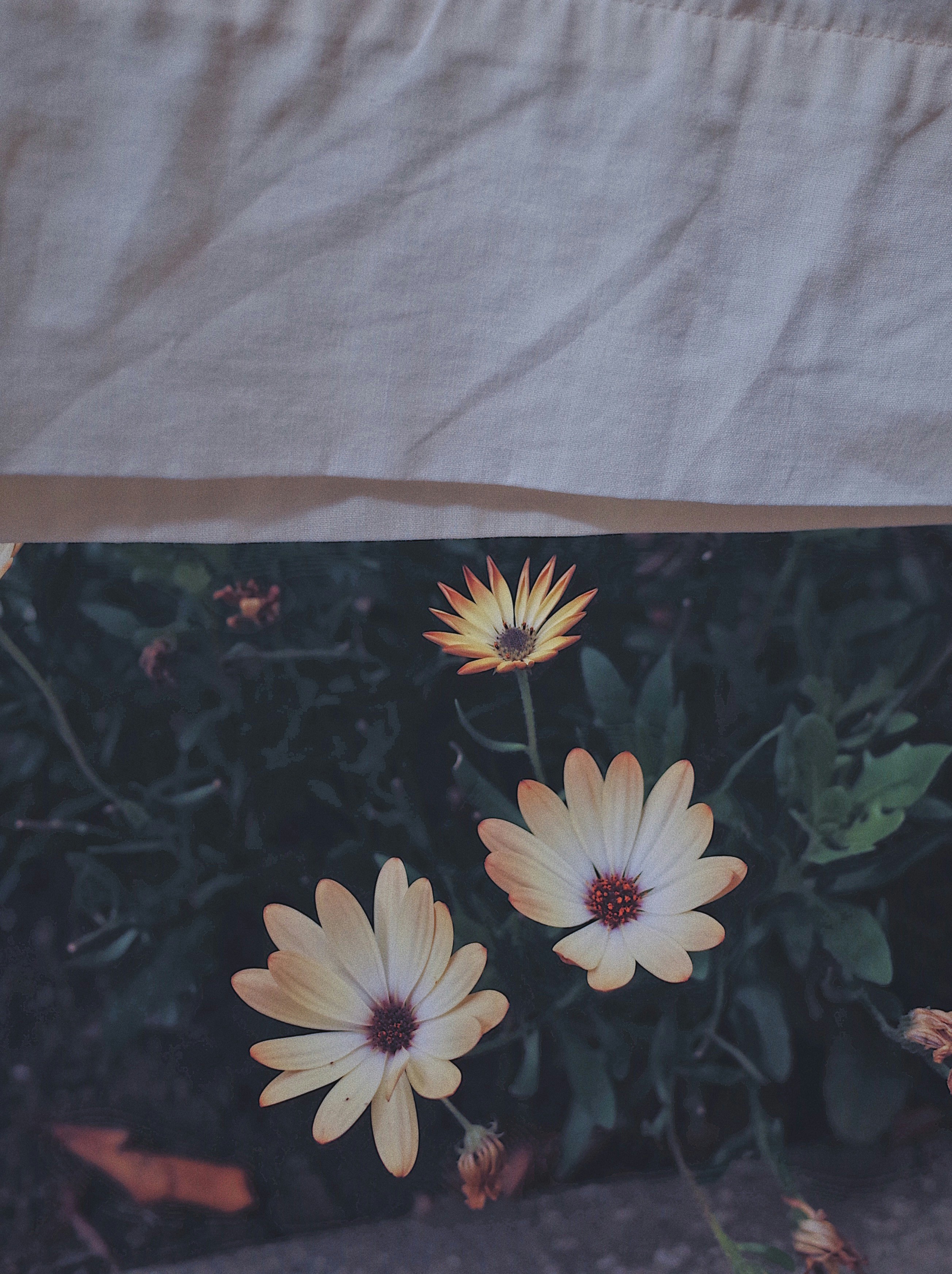 Flower Background Designs Tumblr