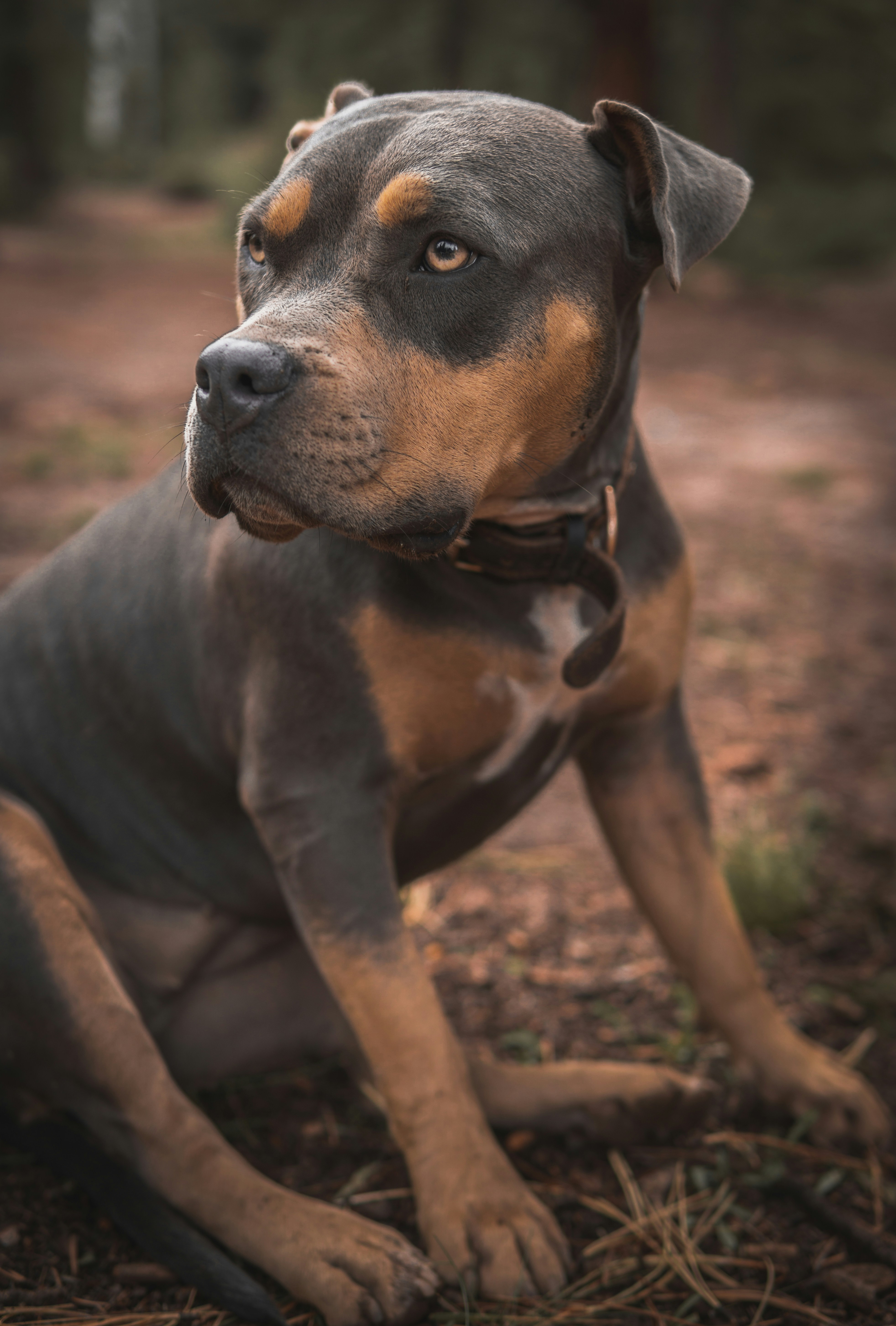 Rottweiler And Blue Nose Pitbull Mix