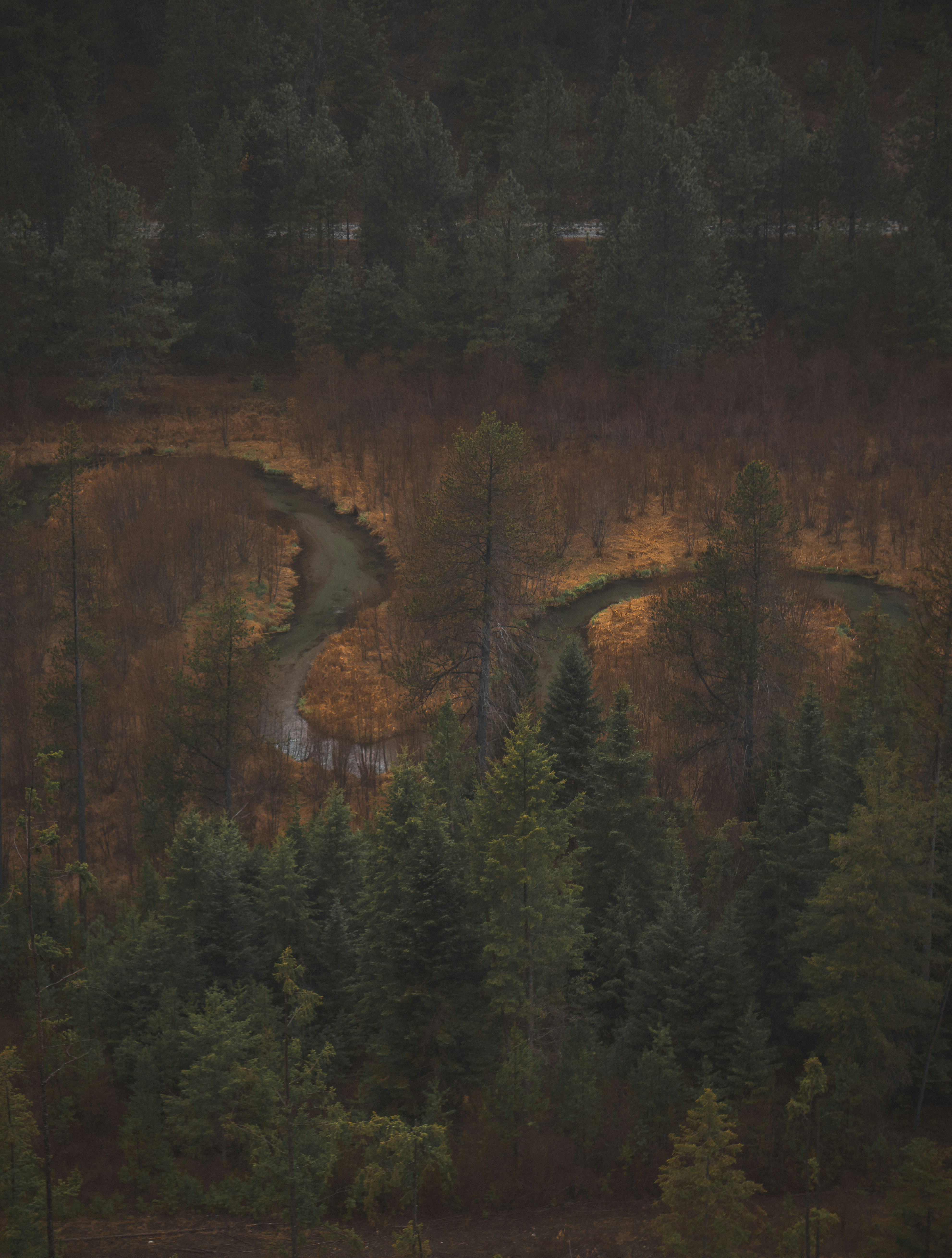 Autumn River Bend Woven Through a Pinescape