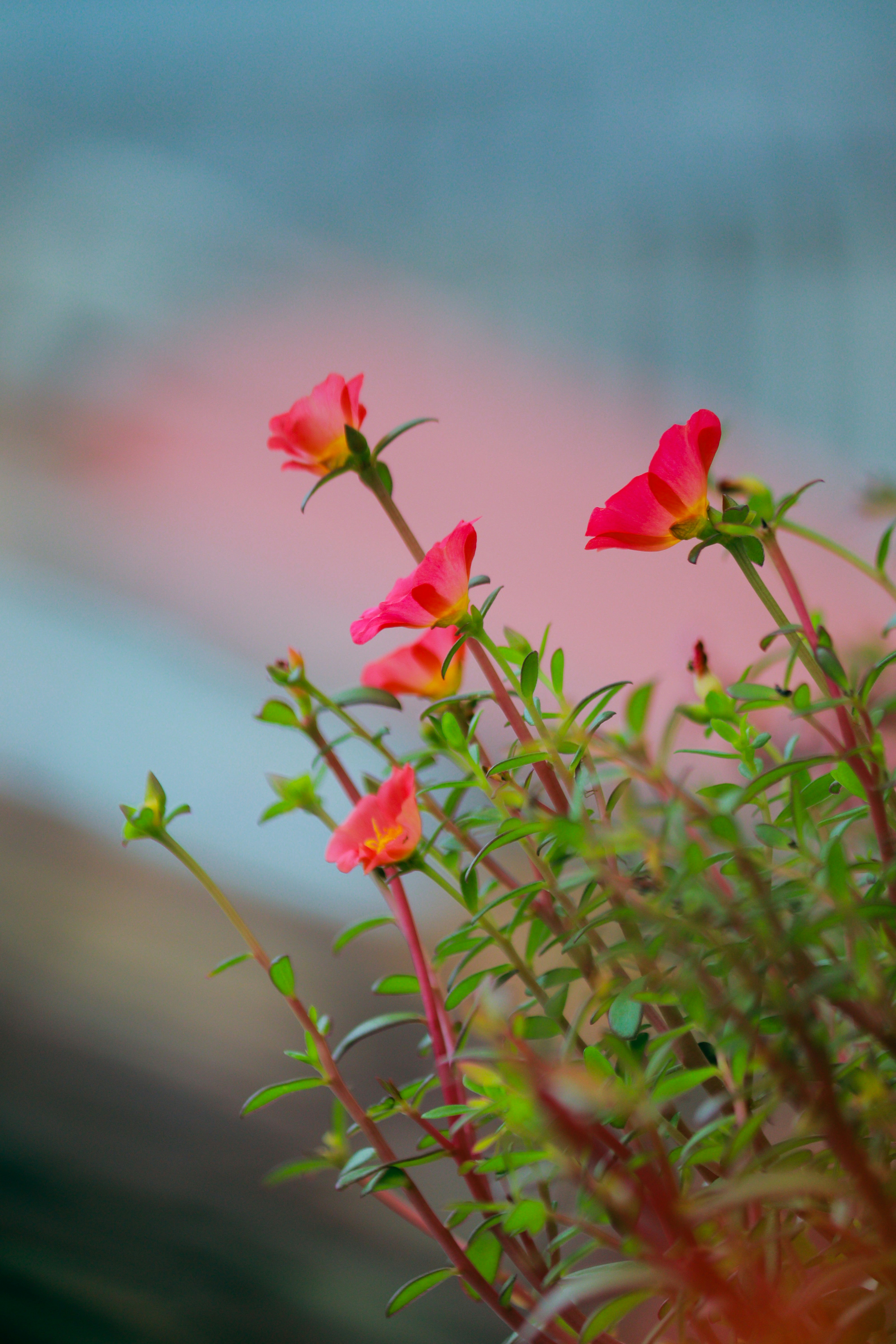 a close up of a plant with red flowers