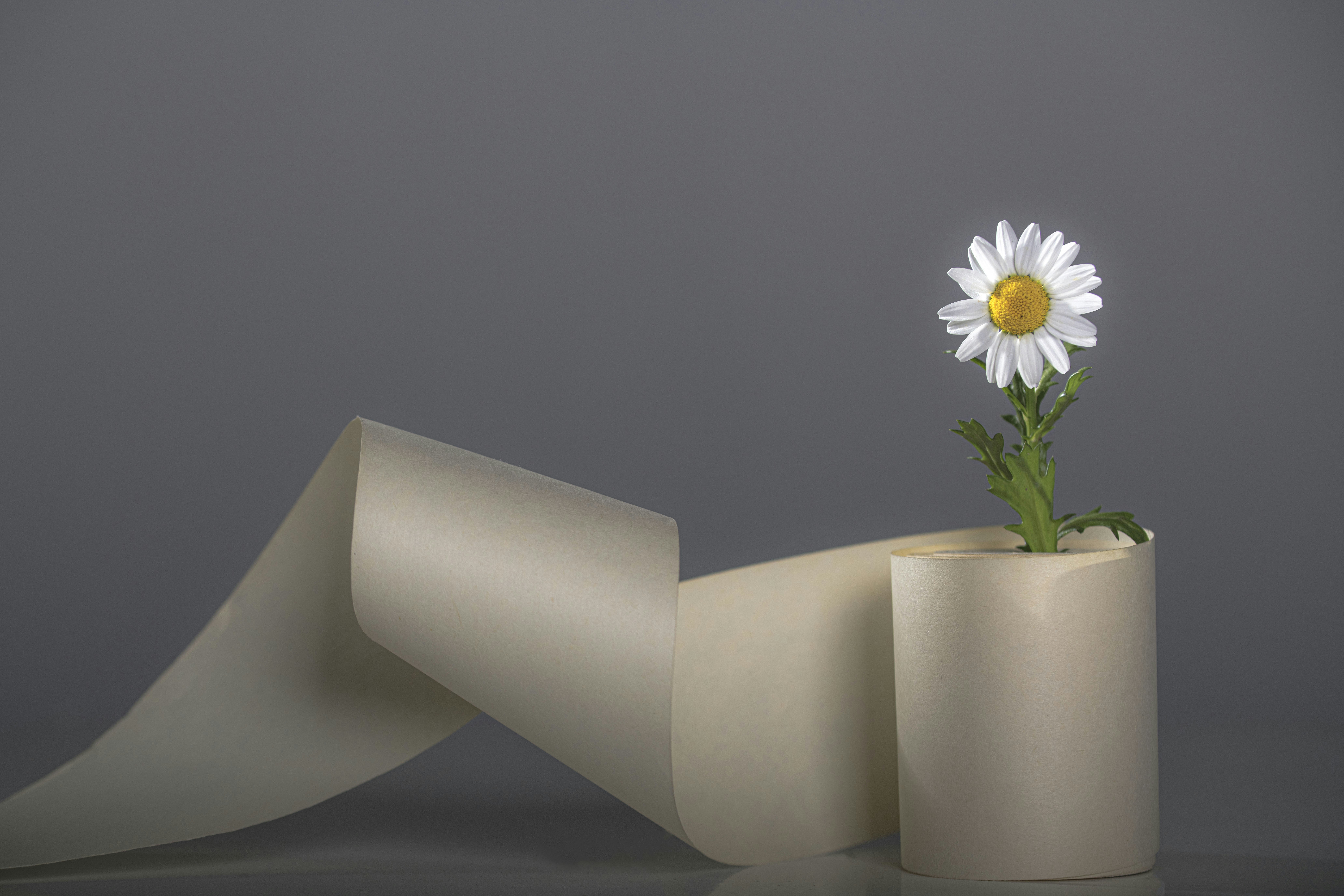 Curled Ribbon and Bloom: A Quiet Moment of Fragile Growth