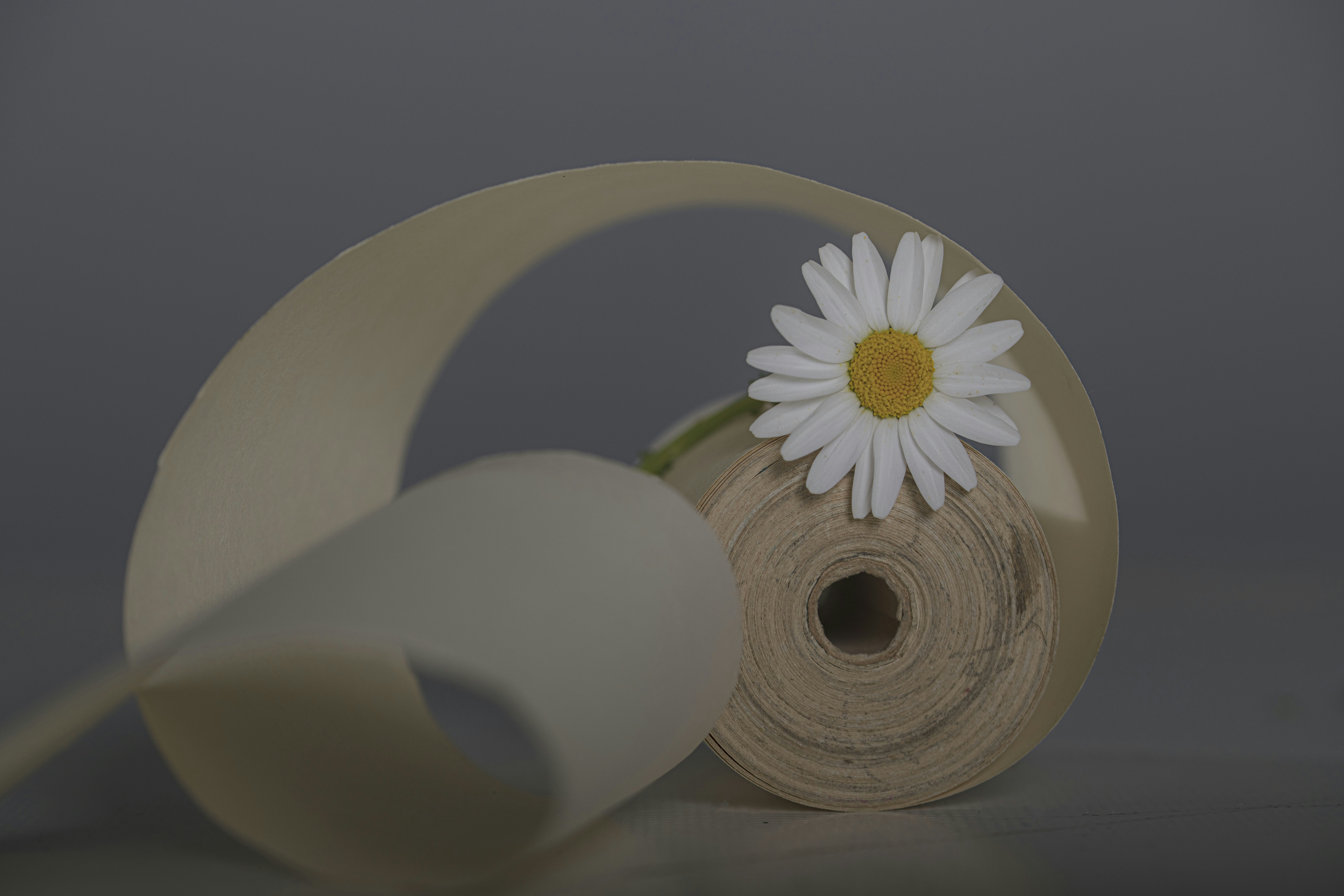 Daisy on a Thread: Quiet Elegance of Petals and Ribbon