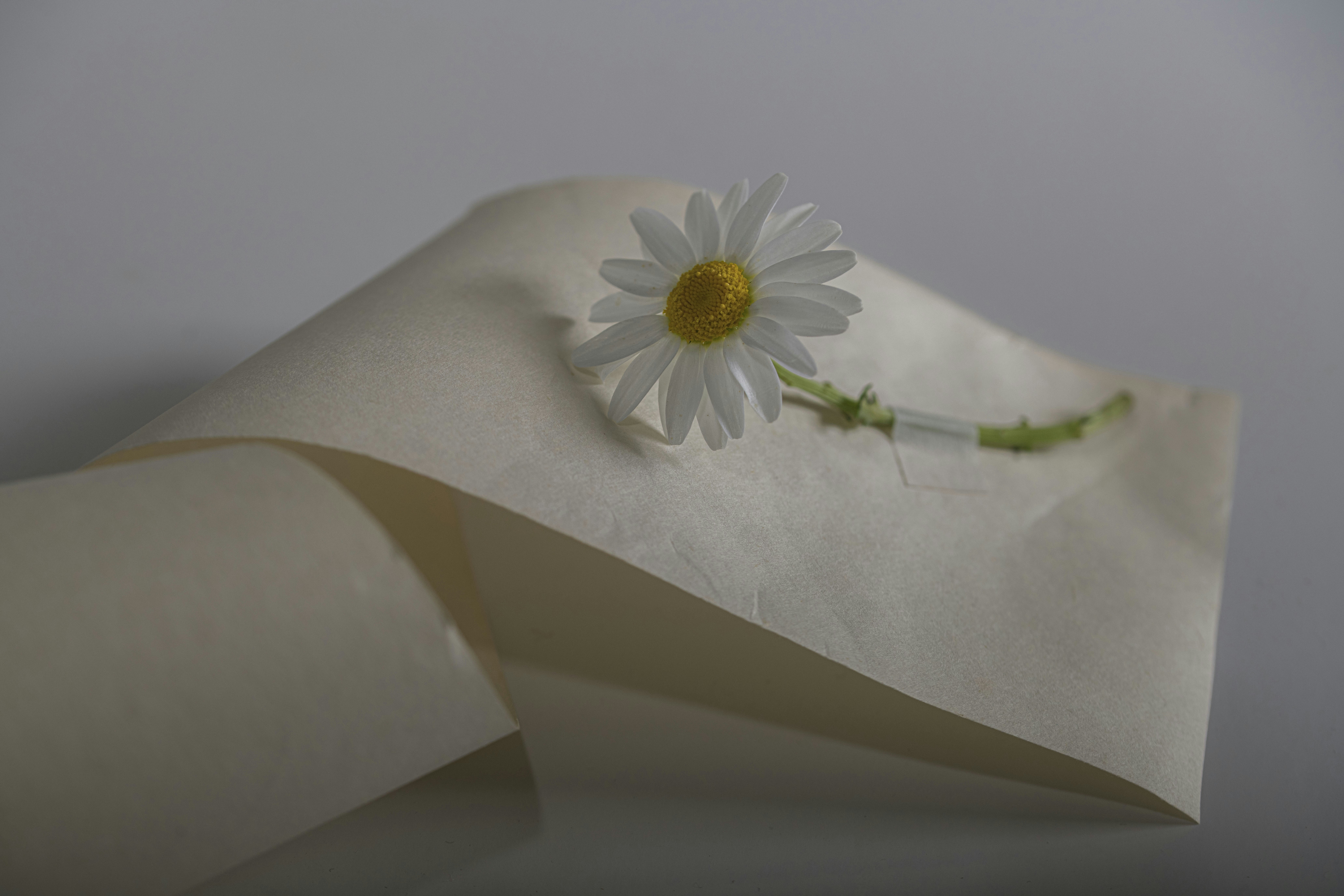 A delicate daisy rests on a softly curled sheet of paper, highlighting the contrast between organic beauty and simple elegance.