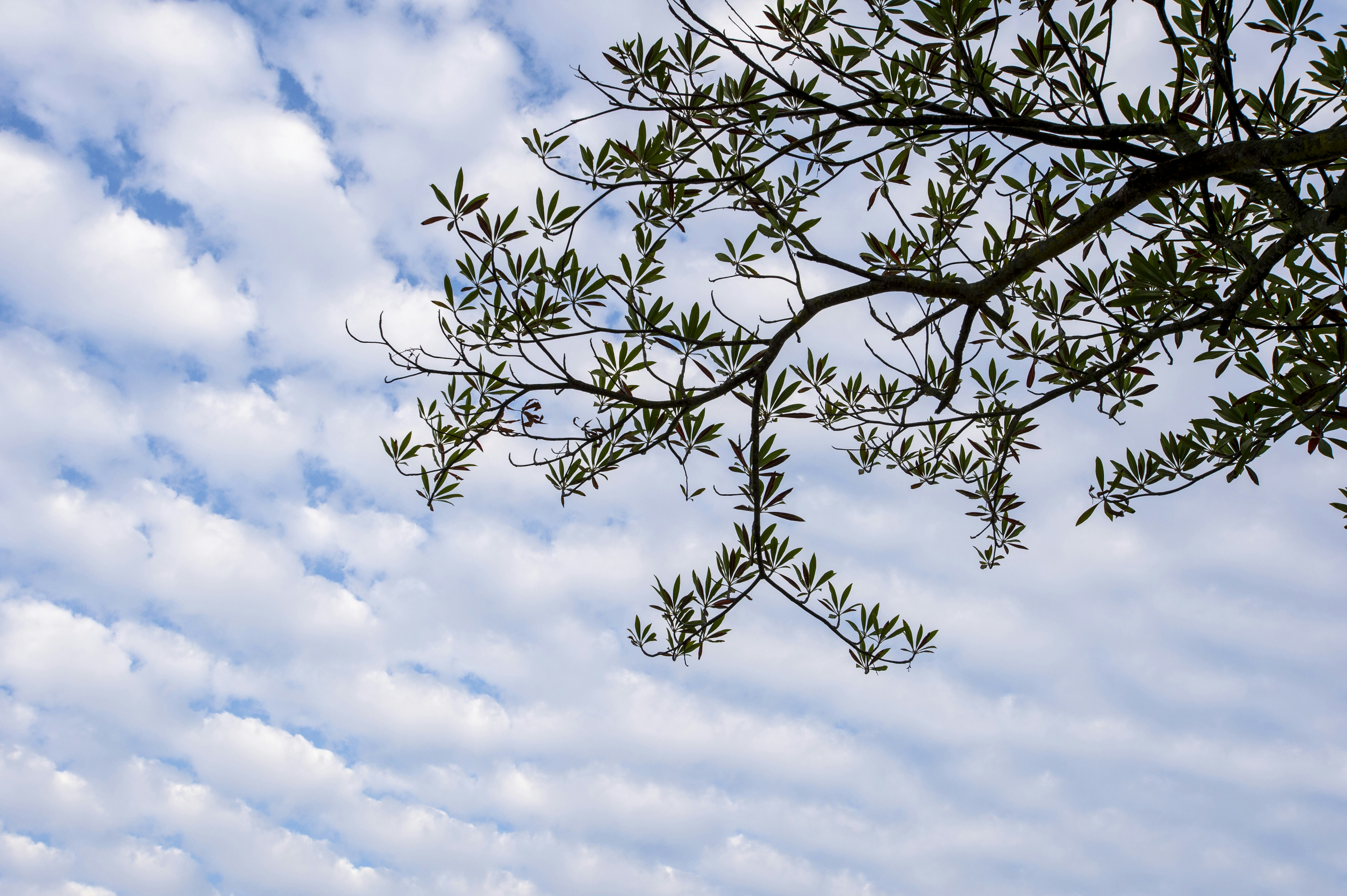 Olive branch silhouettes threading through a quilted blue sky