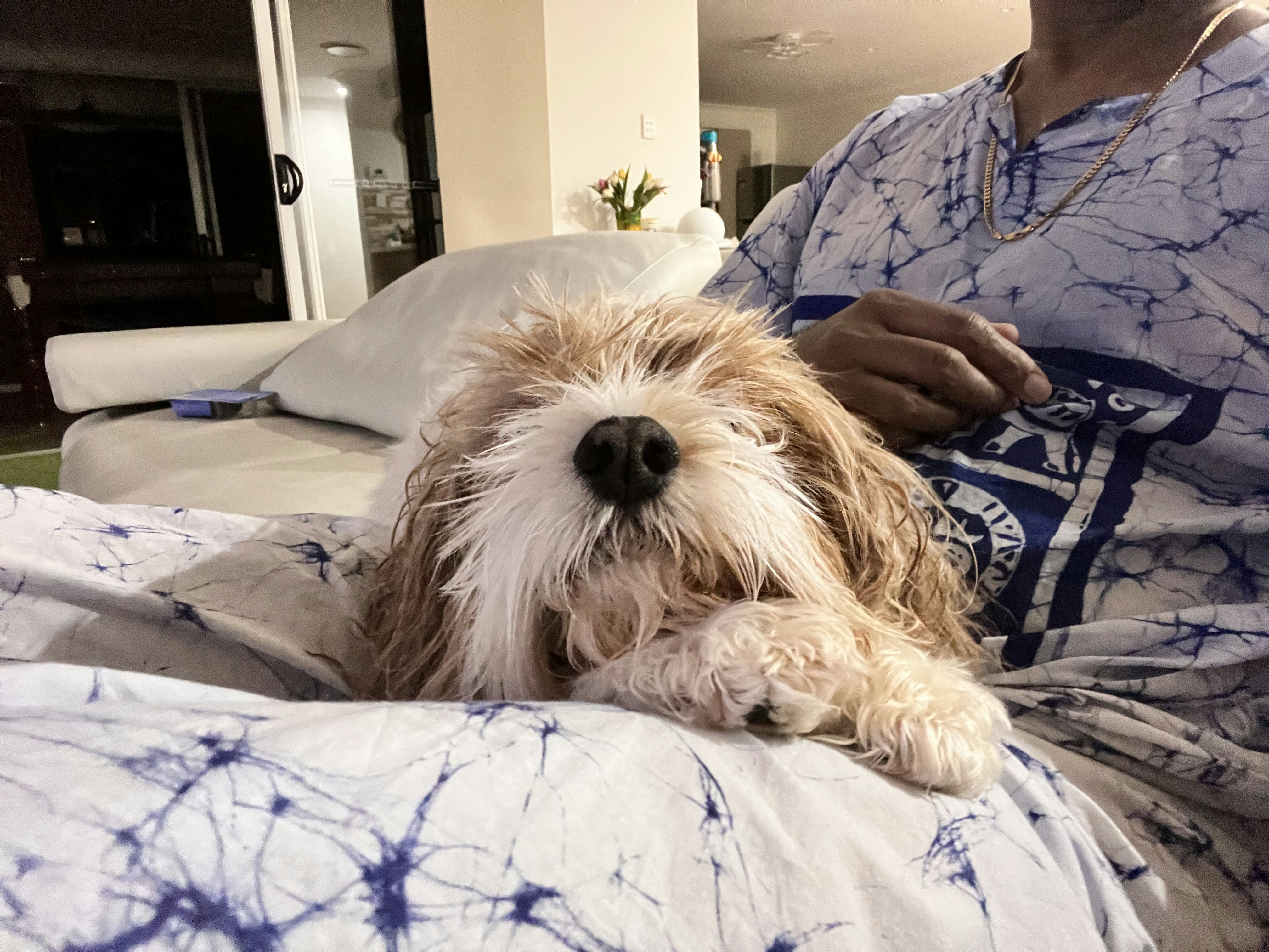 Foto Un perro acostado en una cama con una persona en el fondo – Imagen ...