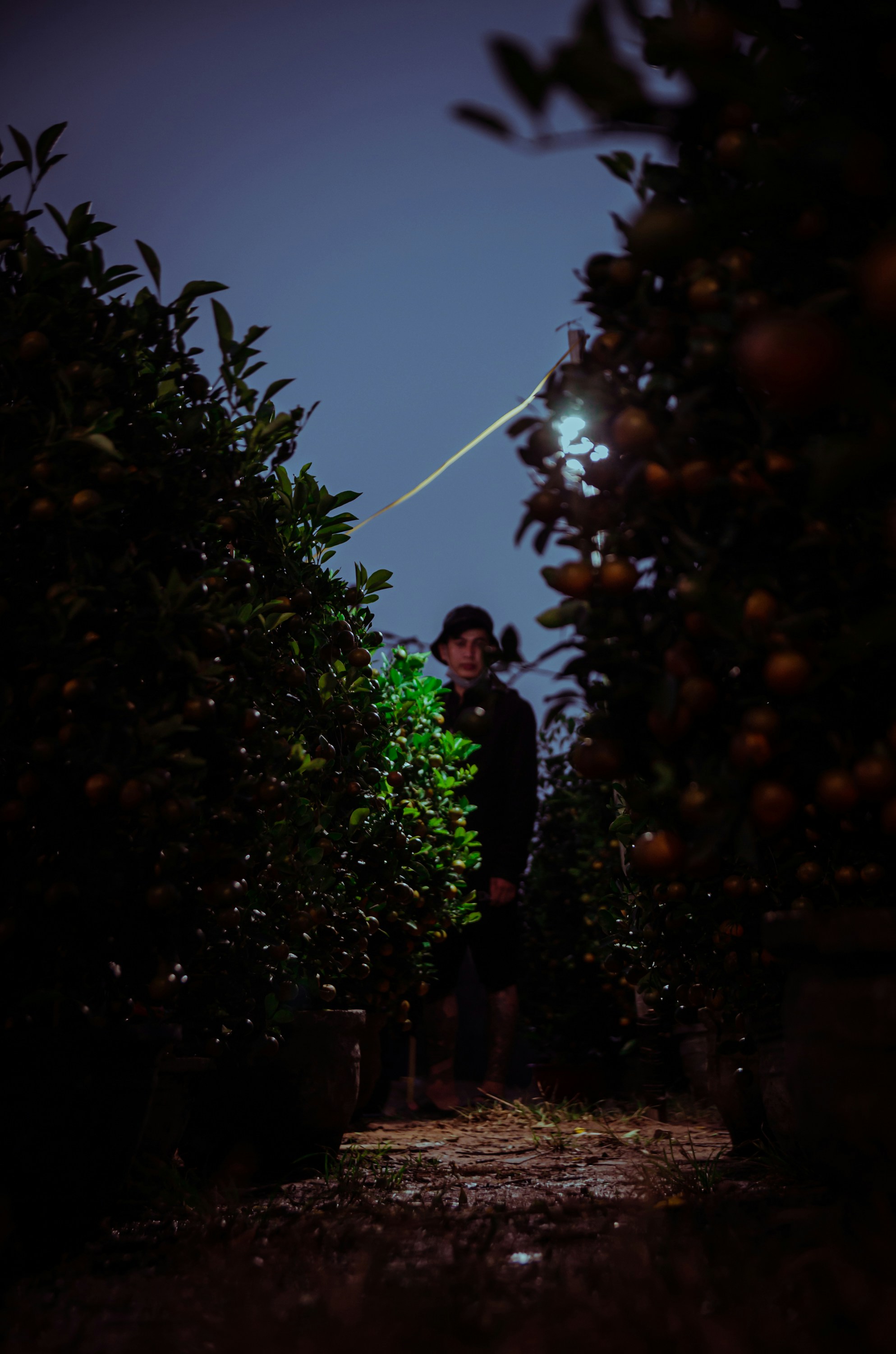 A man standing in an orange grove at night photo – Free Street portrait ...