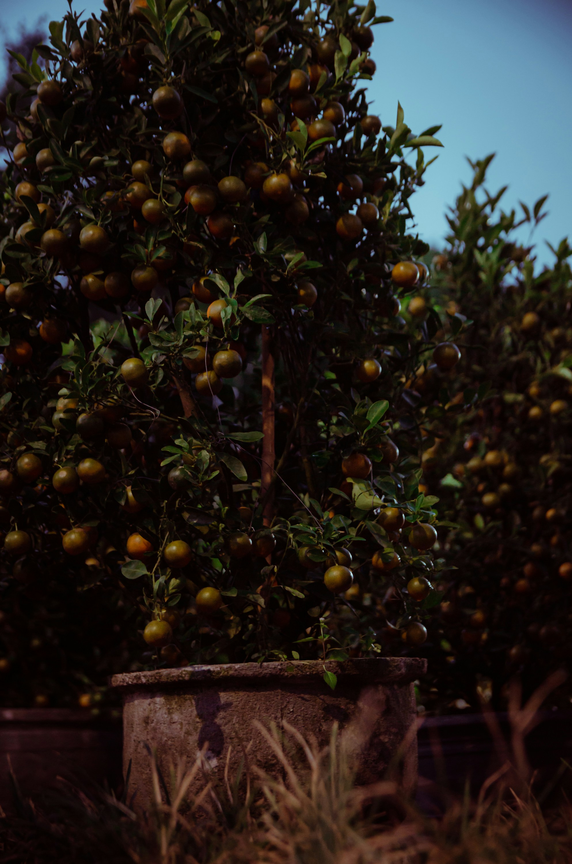 Twilight Citrus: A Weathered Pot Cradles a Dusk-Hued Orchard