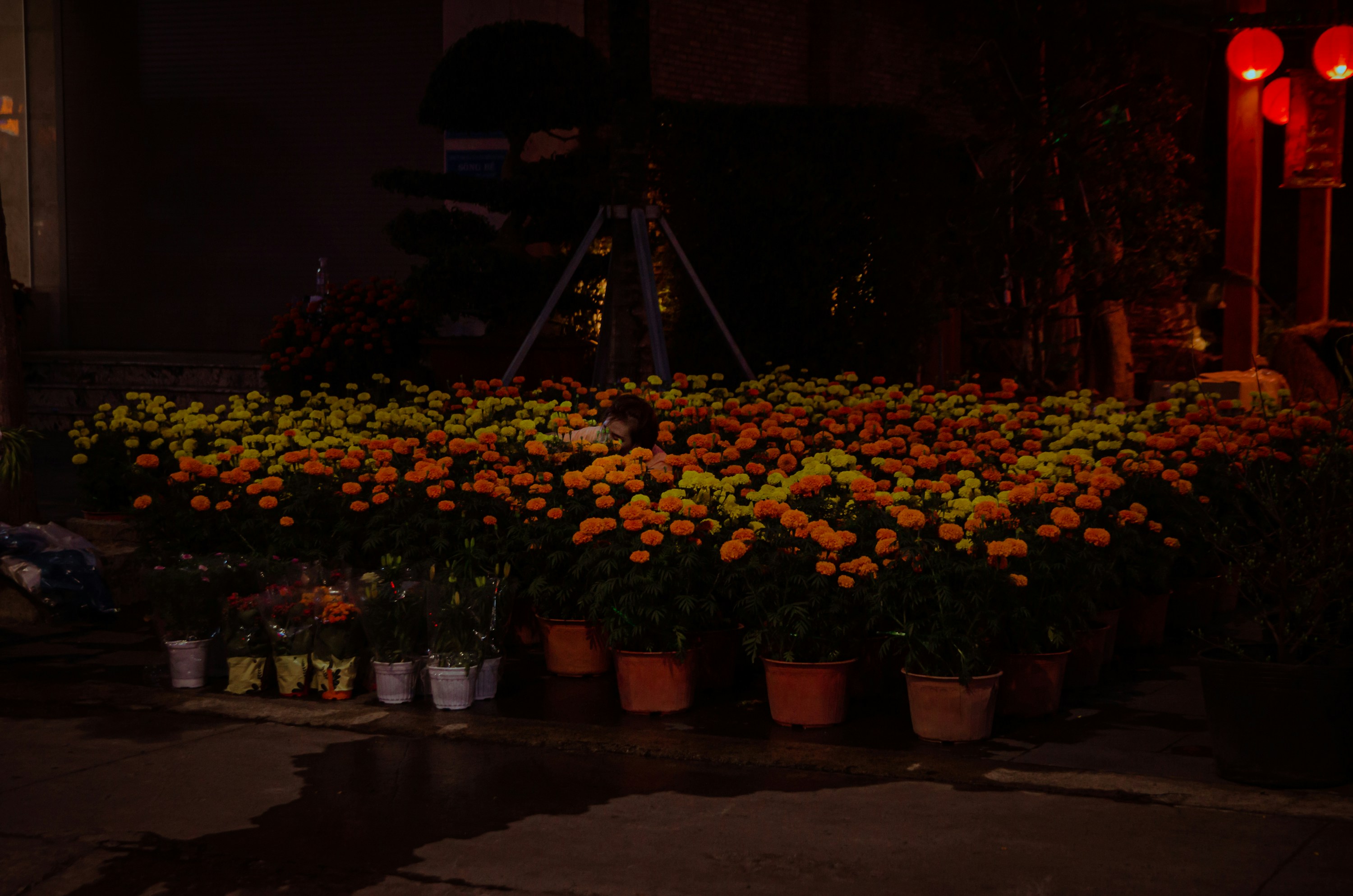 Night Row of Orange Pots: Marigolds Under Dim Street Glow