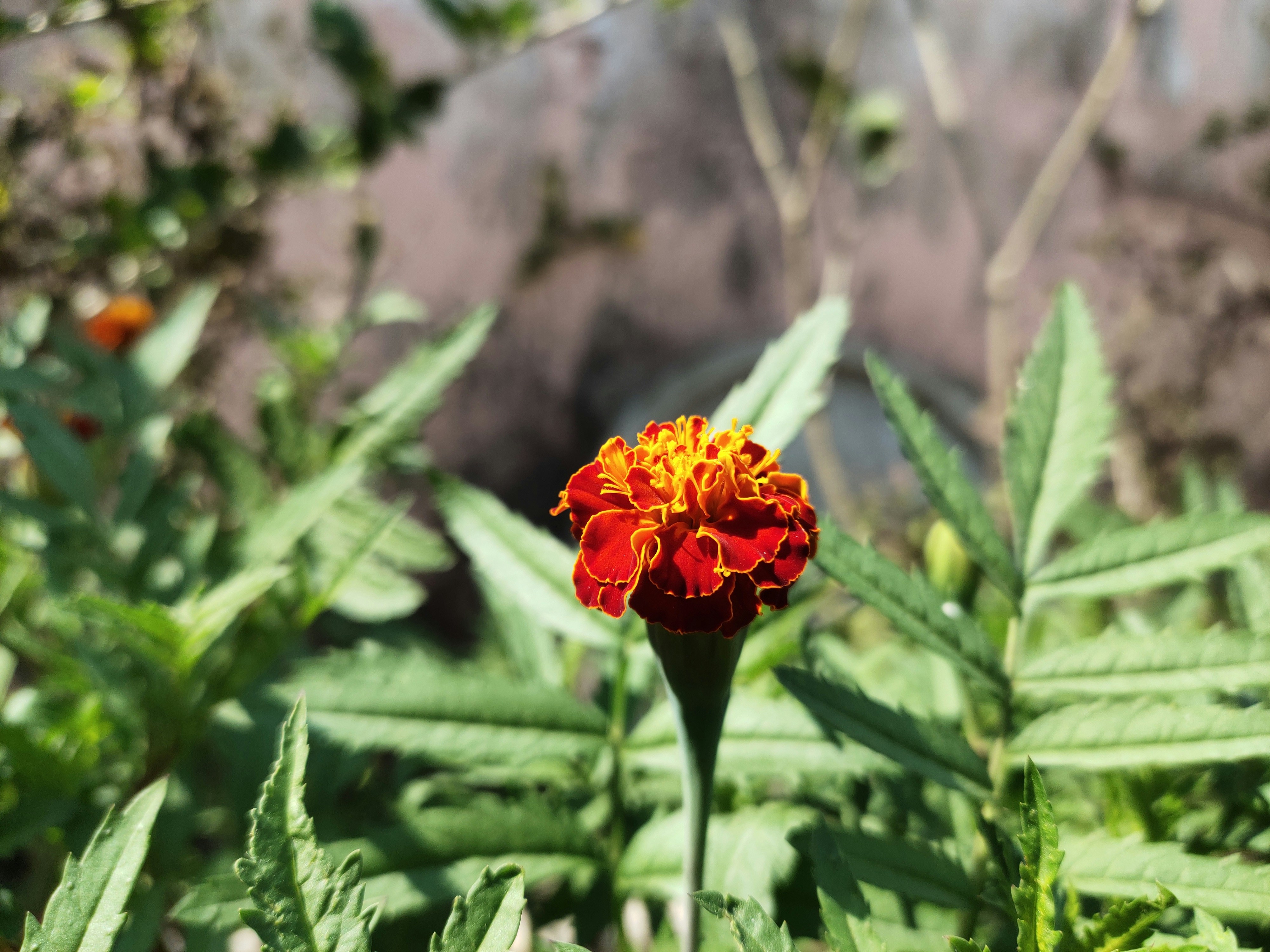 Close-up of a vibrant red-orange marigold centered among sunlit green foliage. This photograph emphasizes the flower's ruffled petals with a softly blurred background.