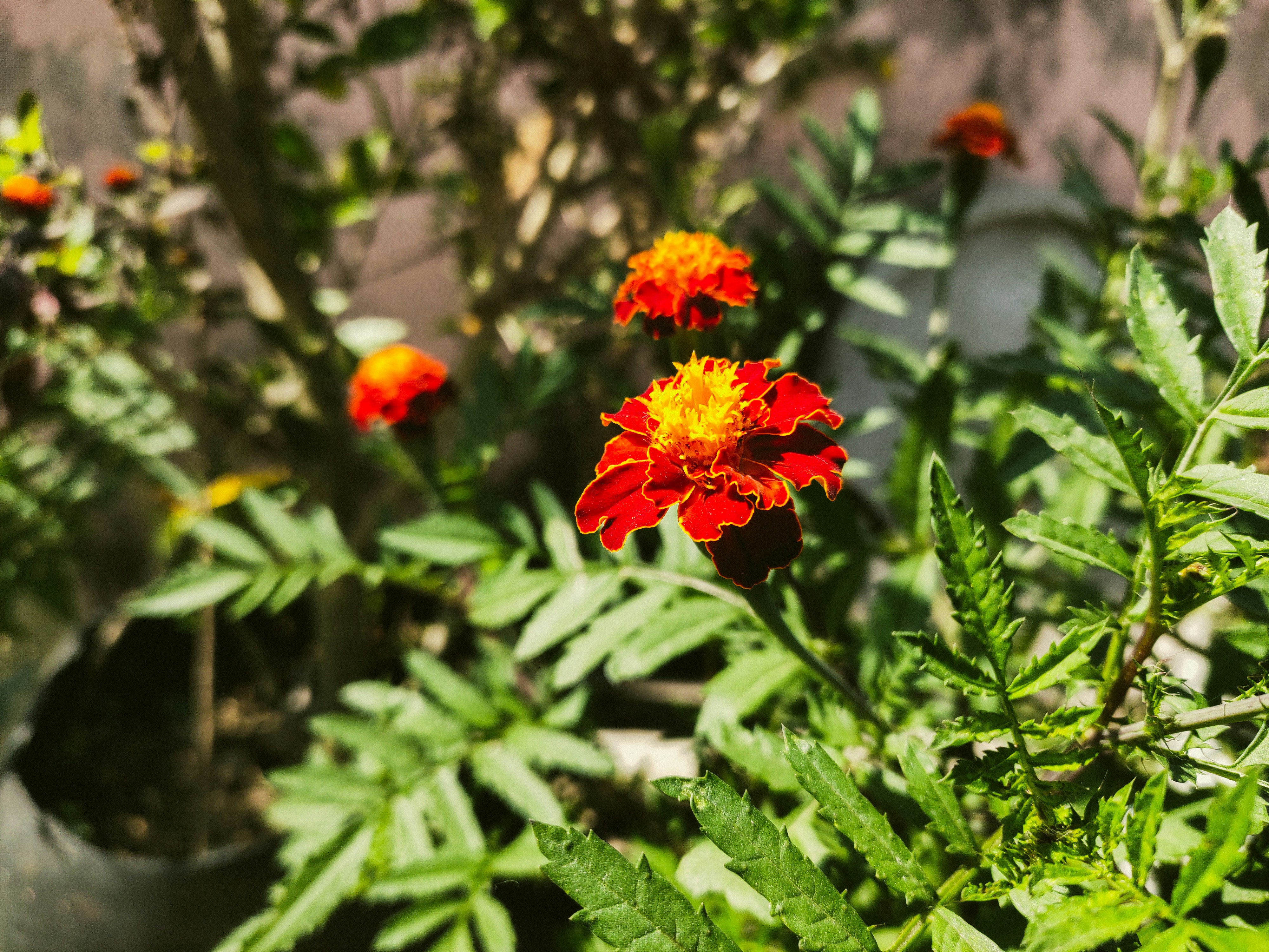 Bright orange marigold in sharp focus amid dense green leaves, with a soft bokeh background.
