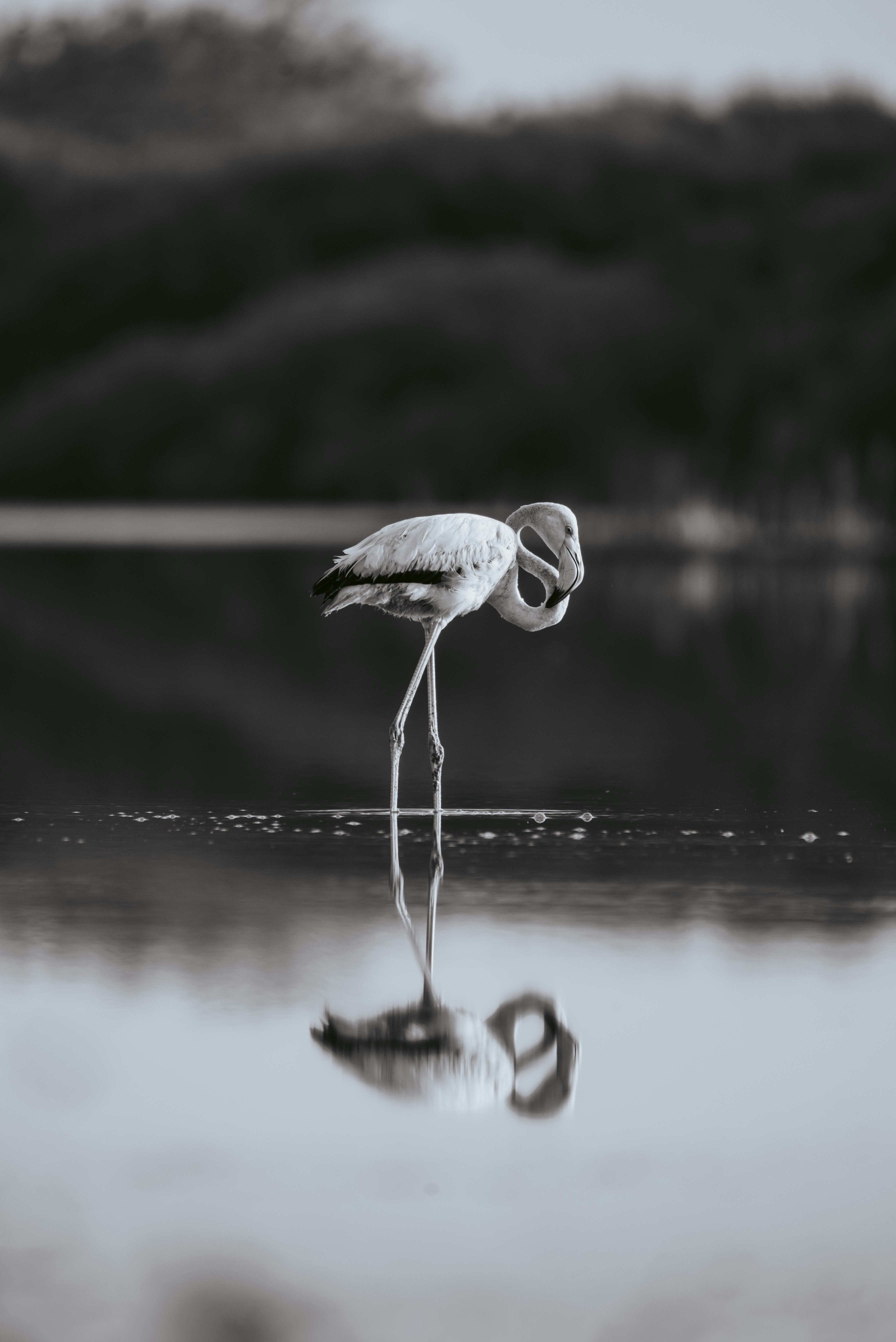 Bent-Neck Silhouette: Flamingo Stands and Reflects on a Quiet Lake