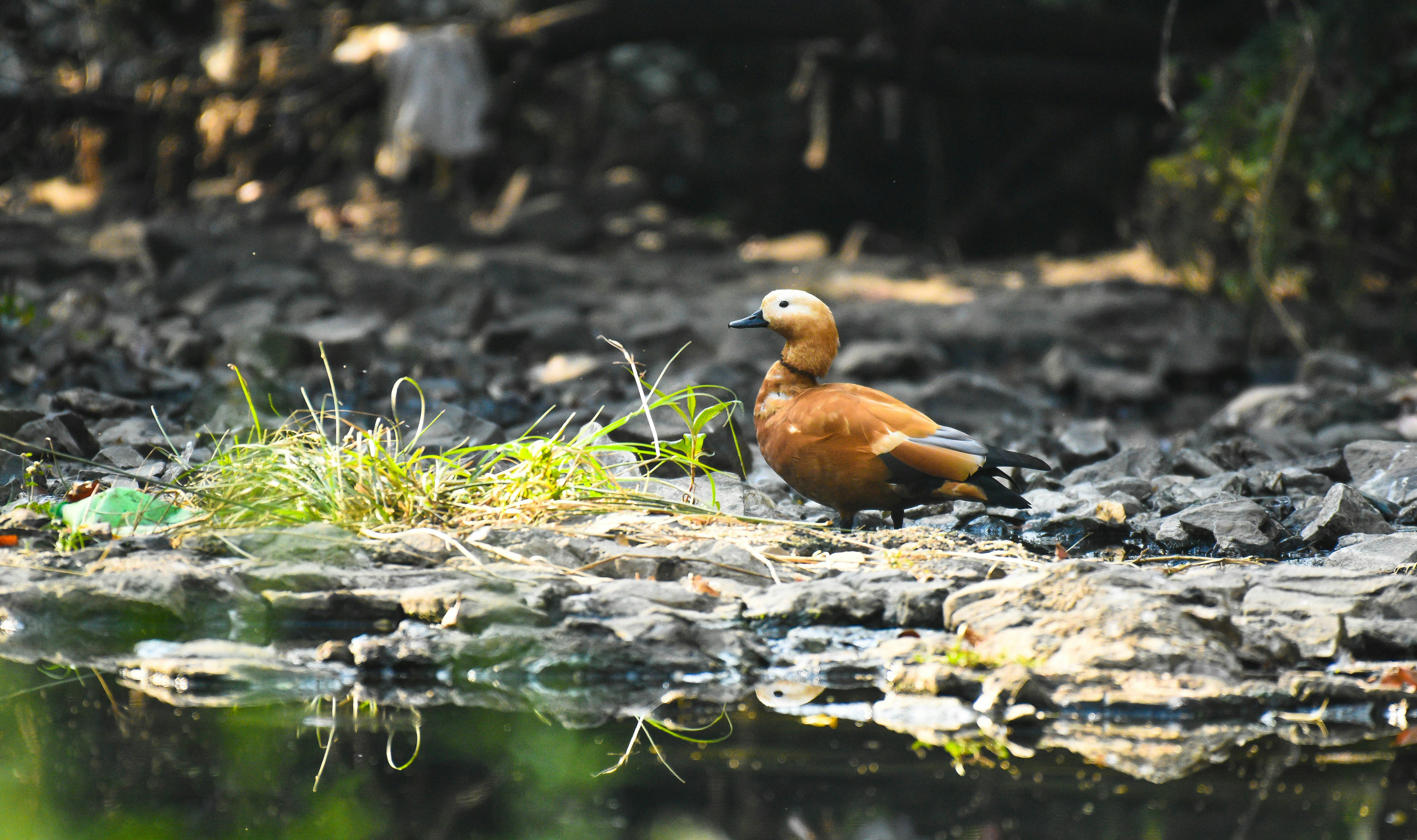 Rusty Duck on Pebbled Riverbank