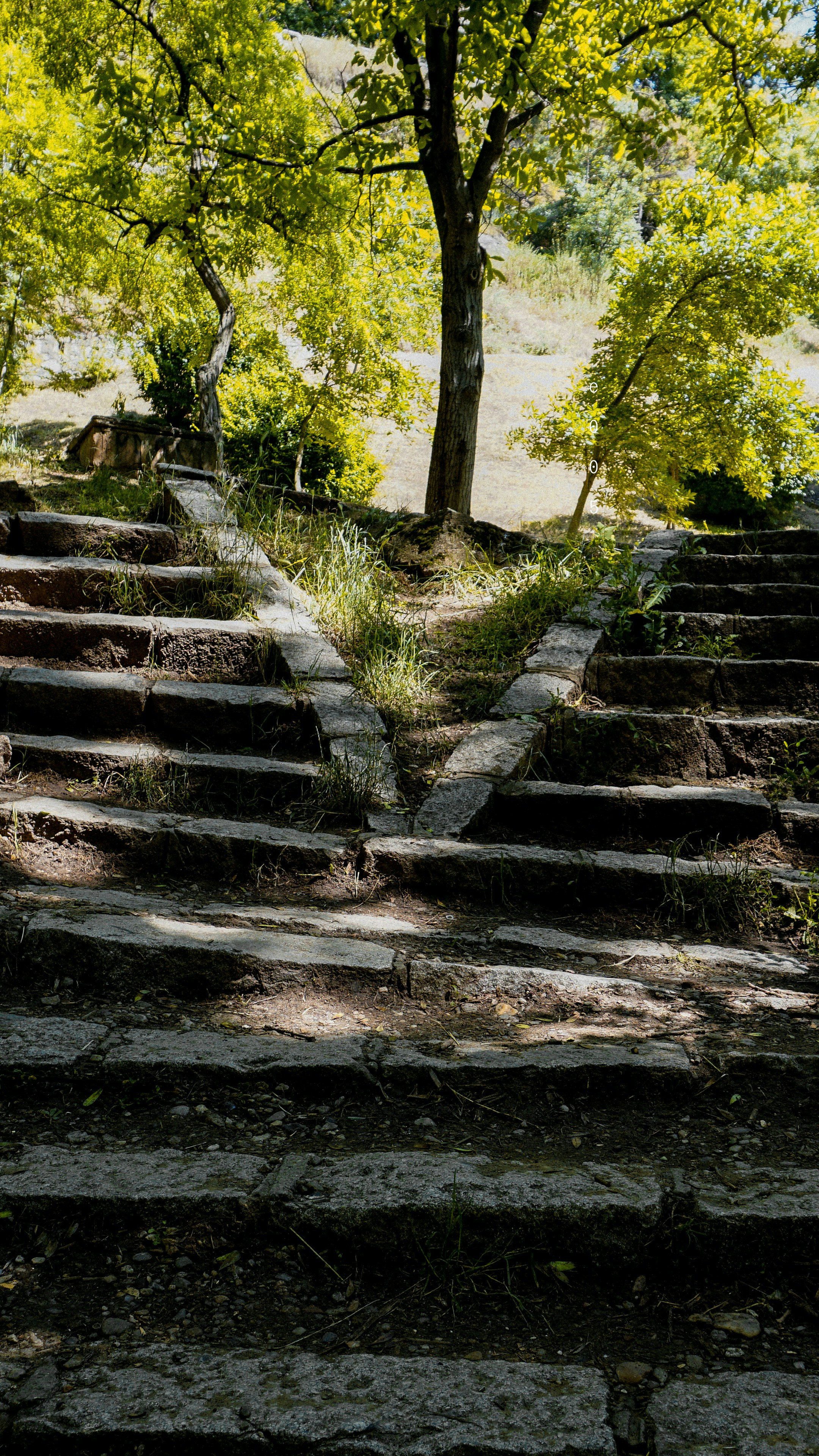 A bunch of steps that are next to a tree photo – Free Romania Image on ...