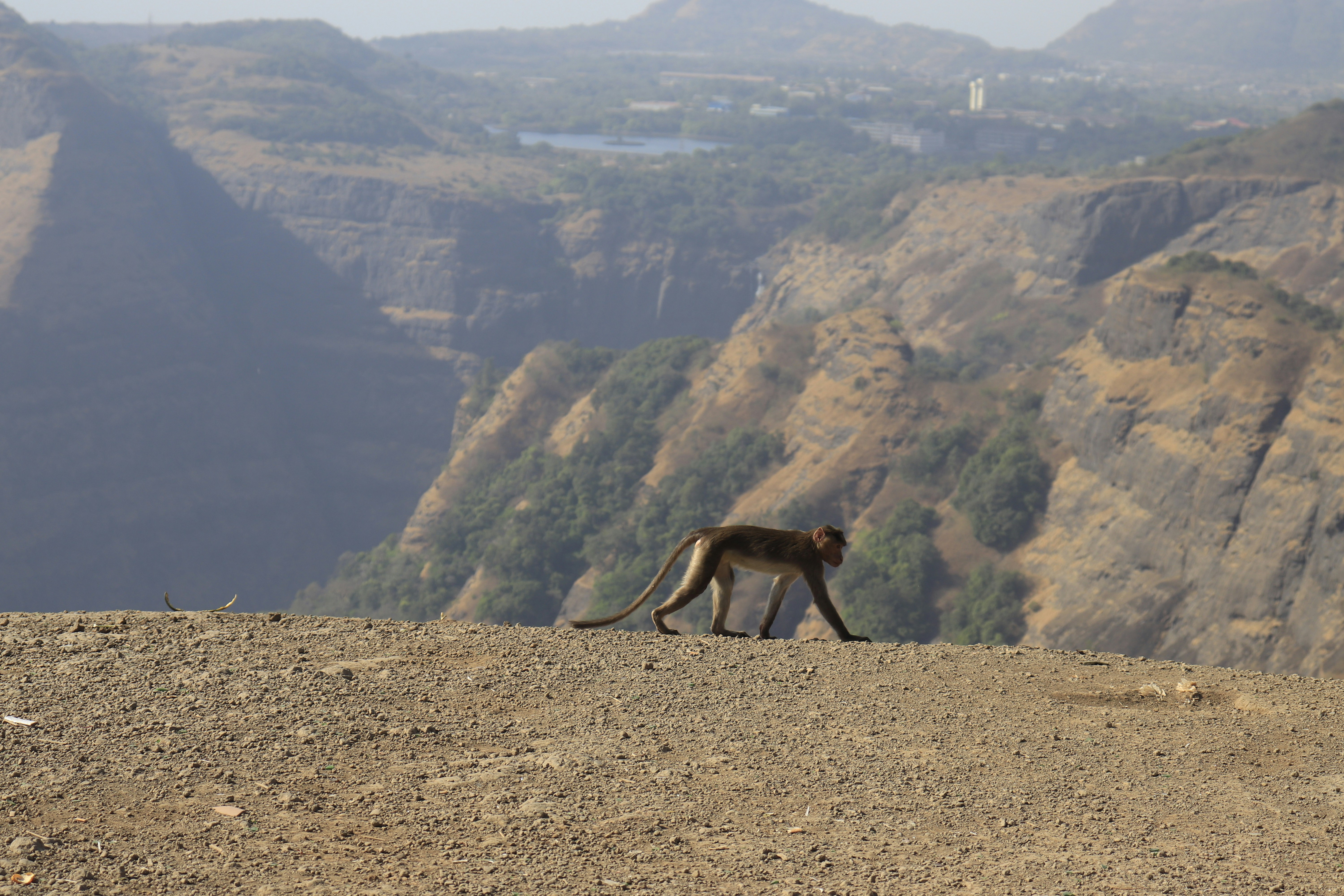 Primate at the Rim: A Quiet Traverse Above the Painted Canyon