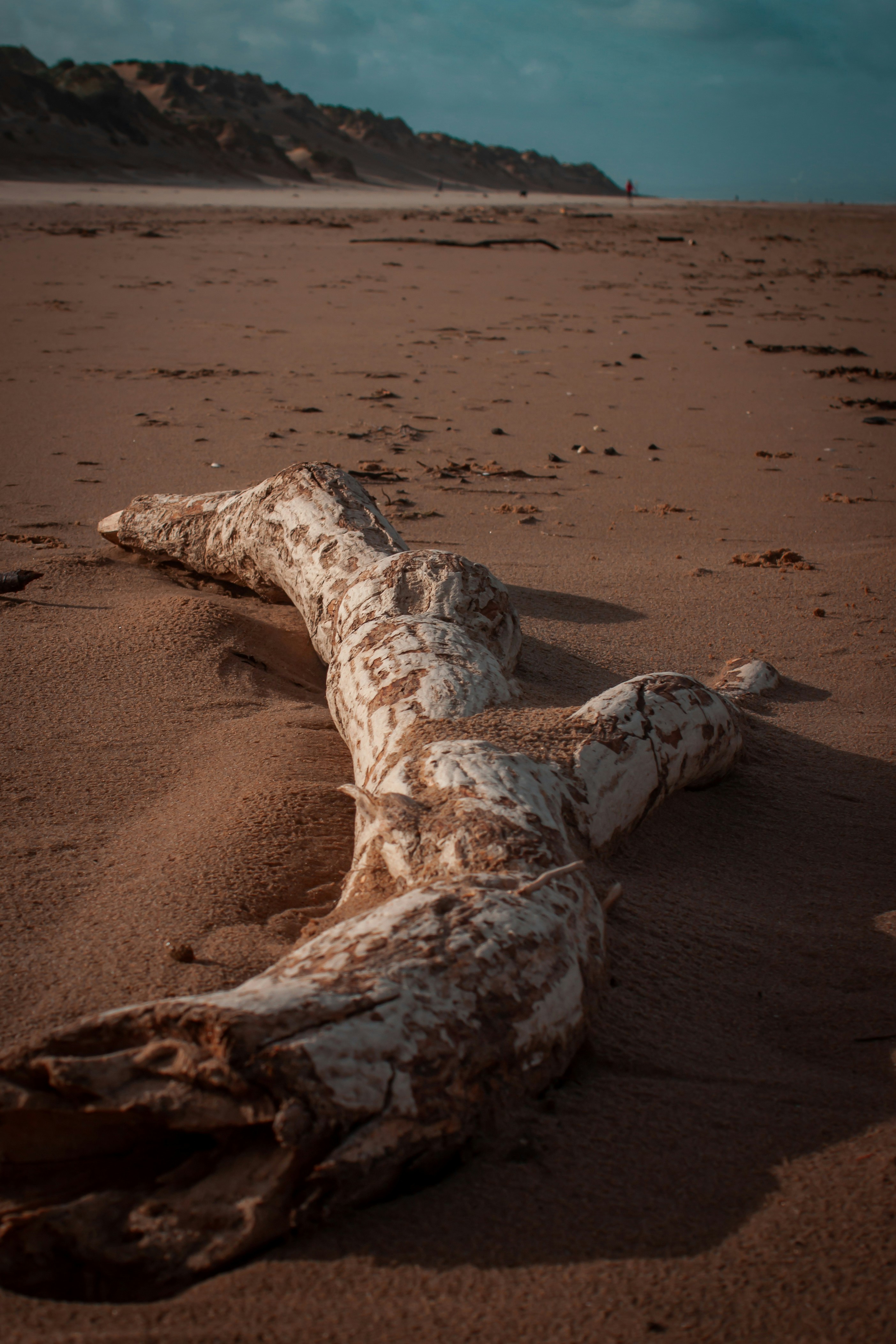 Driftwood's Long Shadow on a Dusk-Quiet Beach