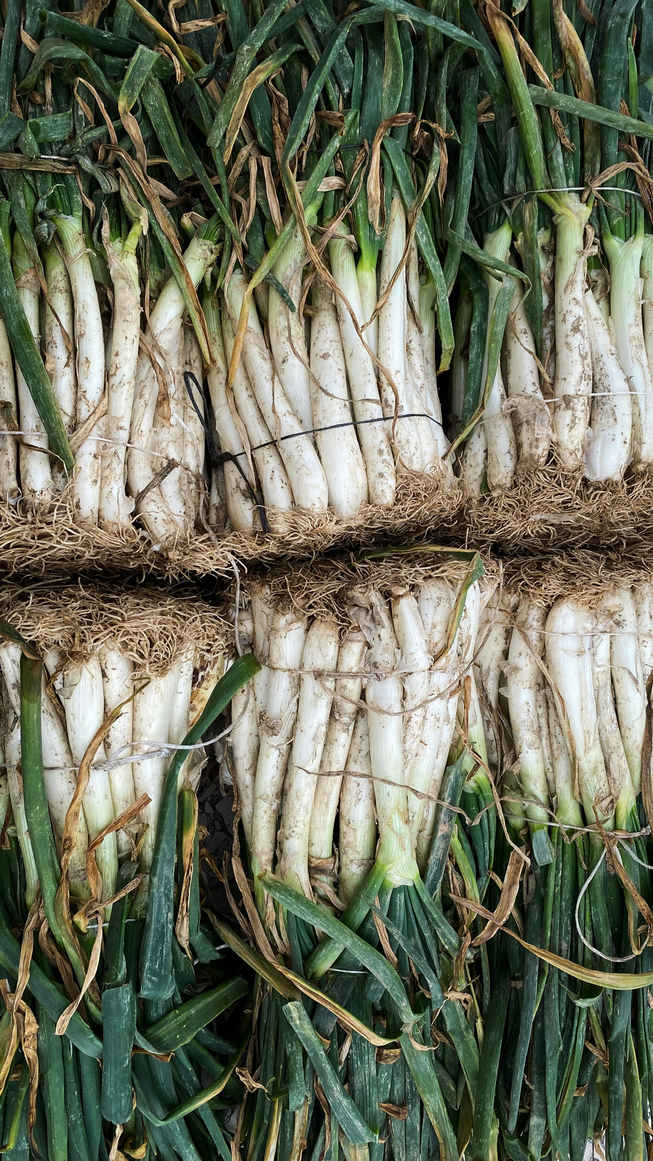 Bundled Spring Onions: Neatly Stacked Roots and Greens