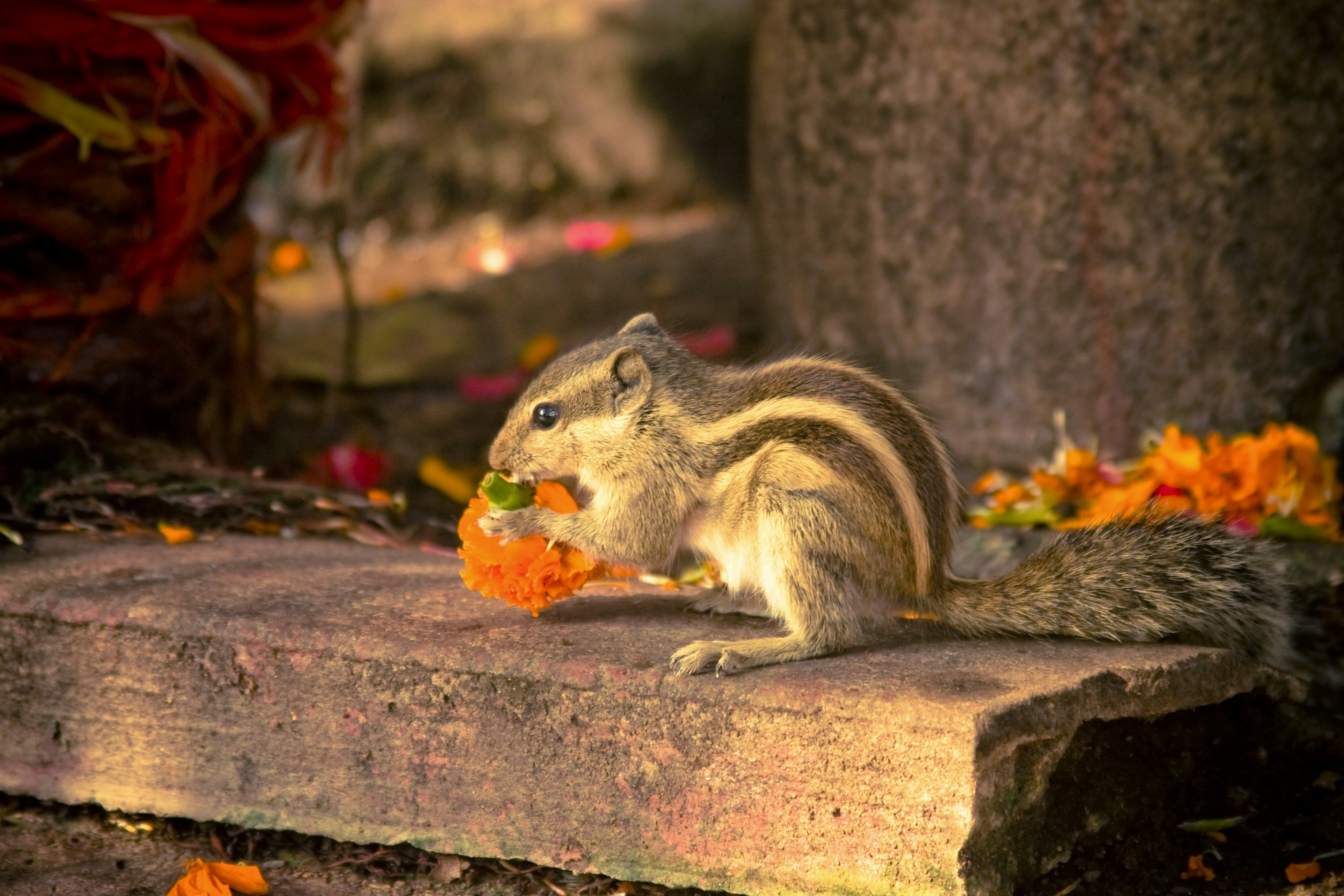 Nutty Pause on a Sunlit Step