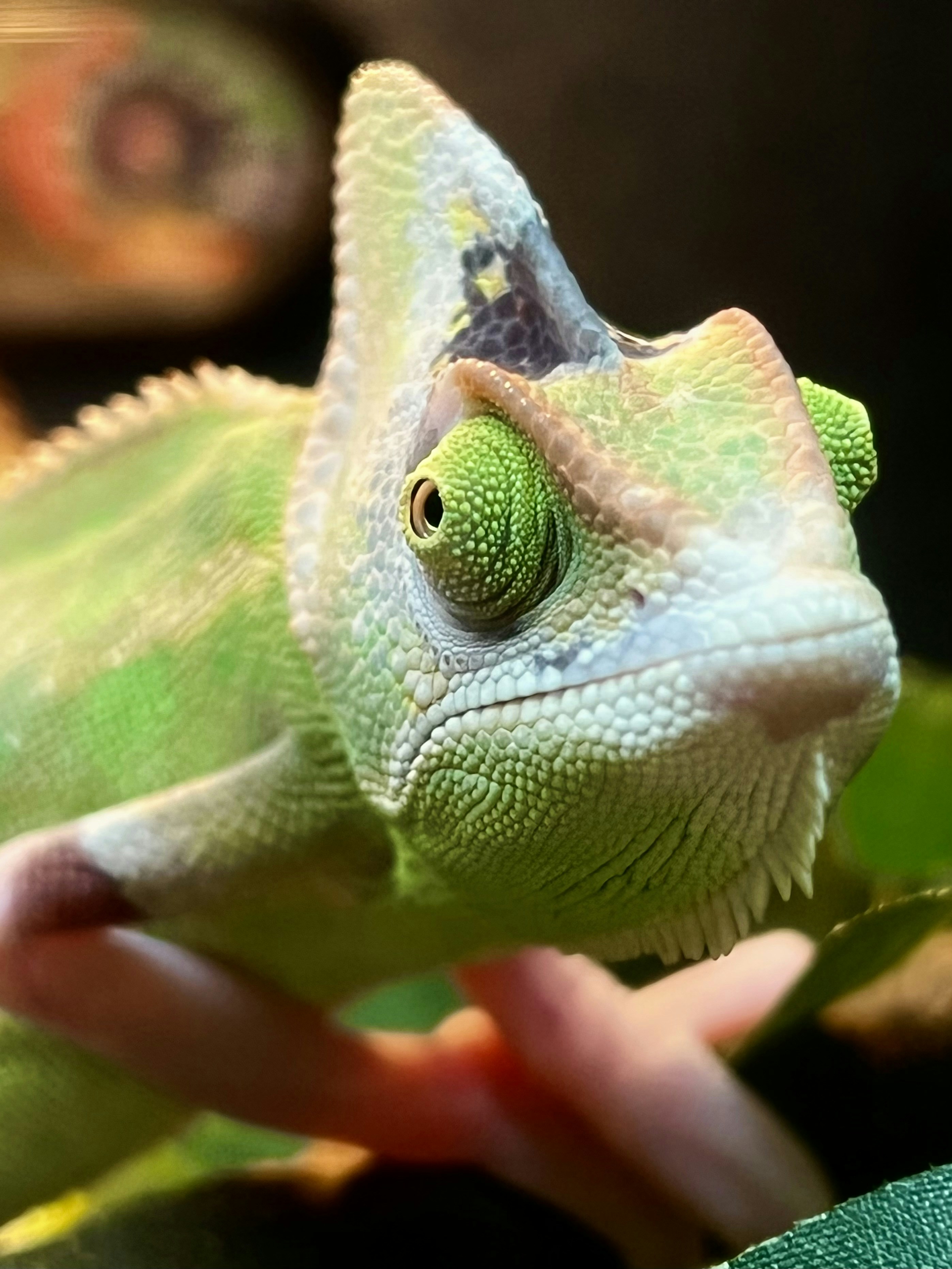 A vibrant chameleon gazes intently, showcasing its intricate textures and vivid colors against a blurred background. The focus highlights its unique eye and skin patterns.