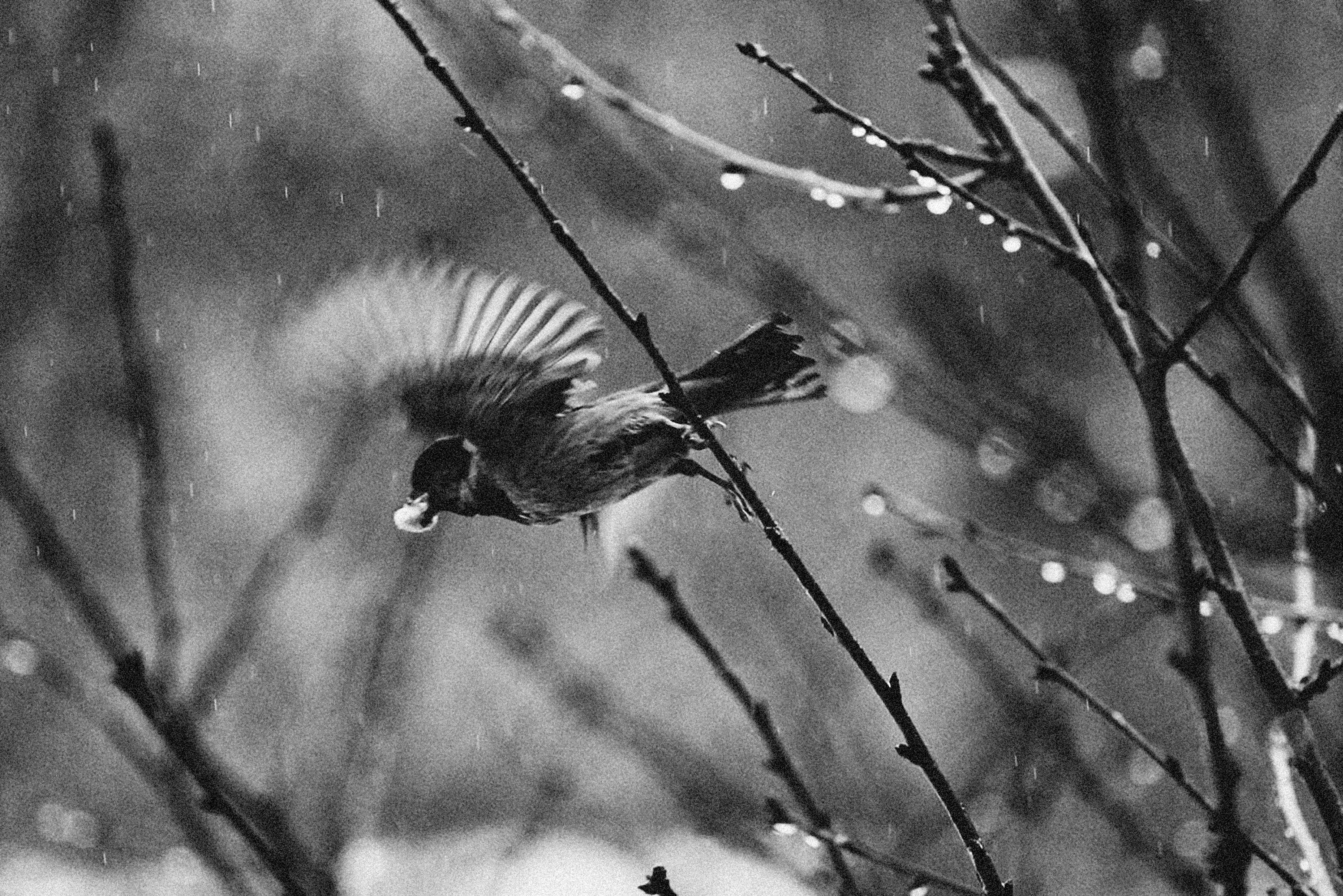 Winter Flight Through Thorned Veins
