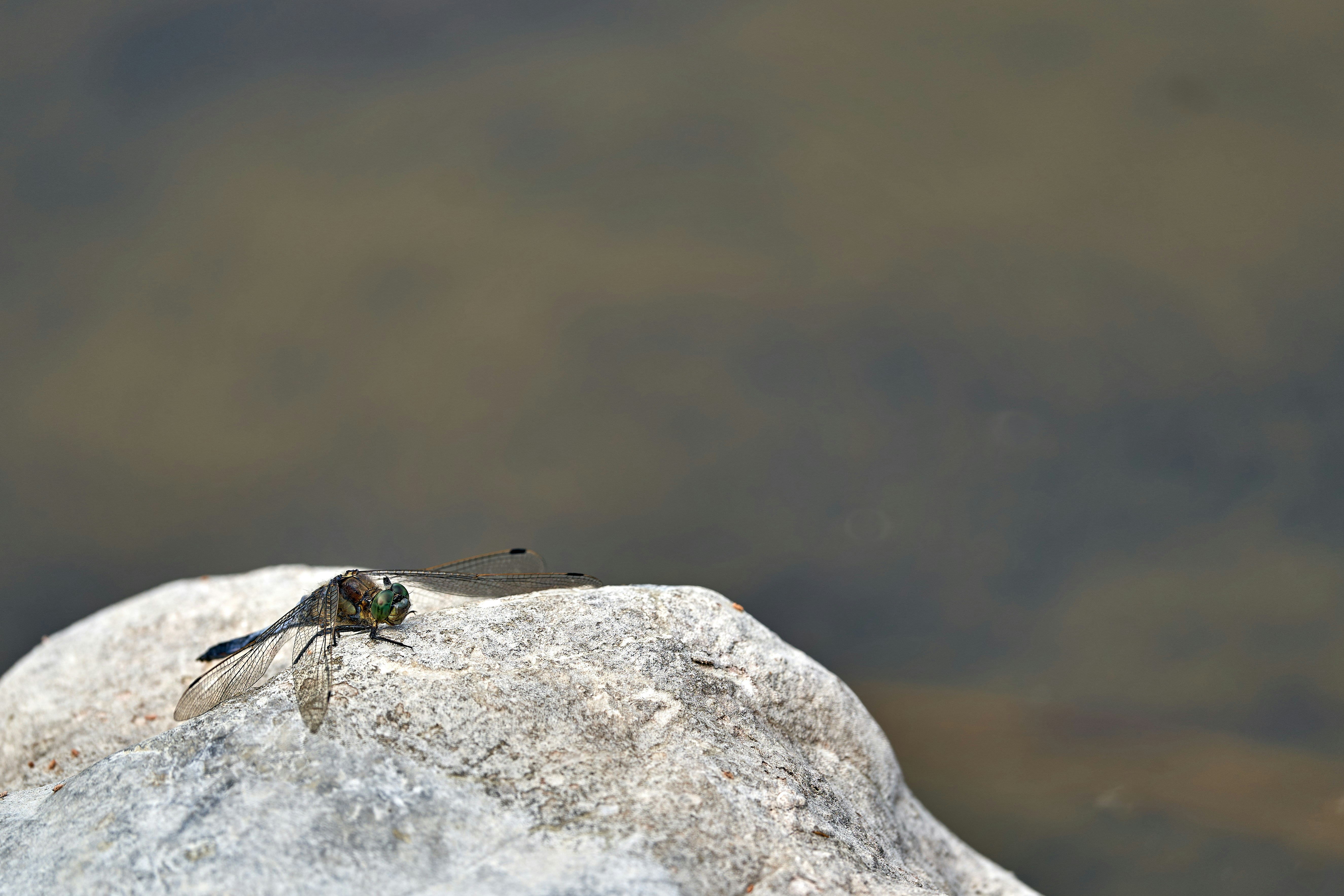 Dragonfly on a Weathered Rock Over a Quiet Pool