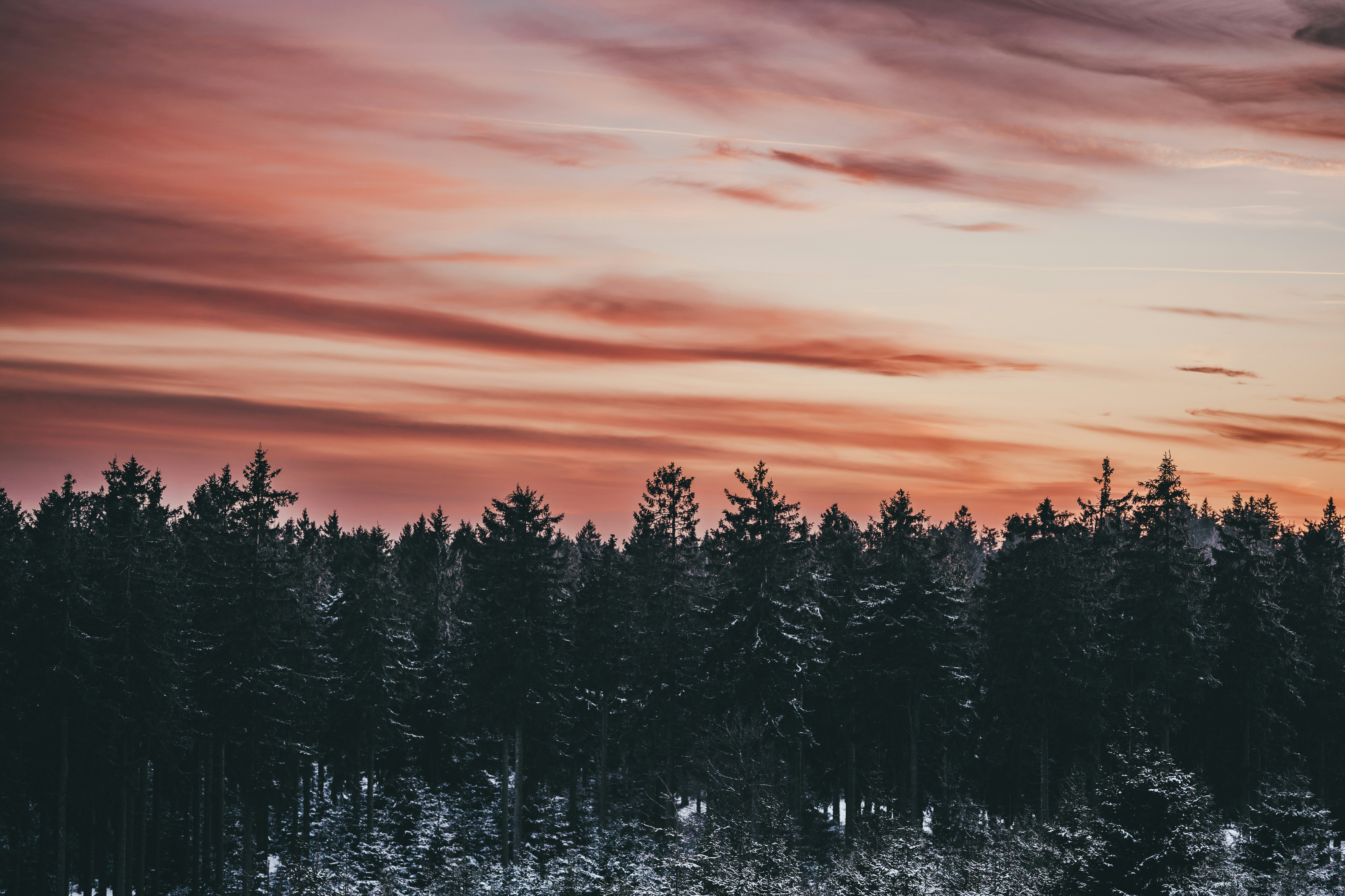 A sunset over a forest filled with lots of trees photo – Free Grey ...