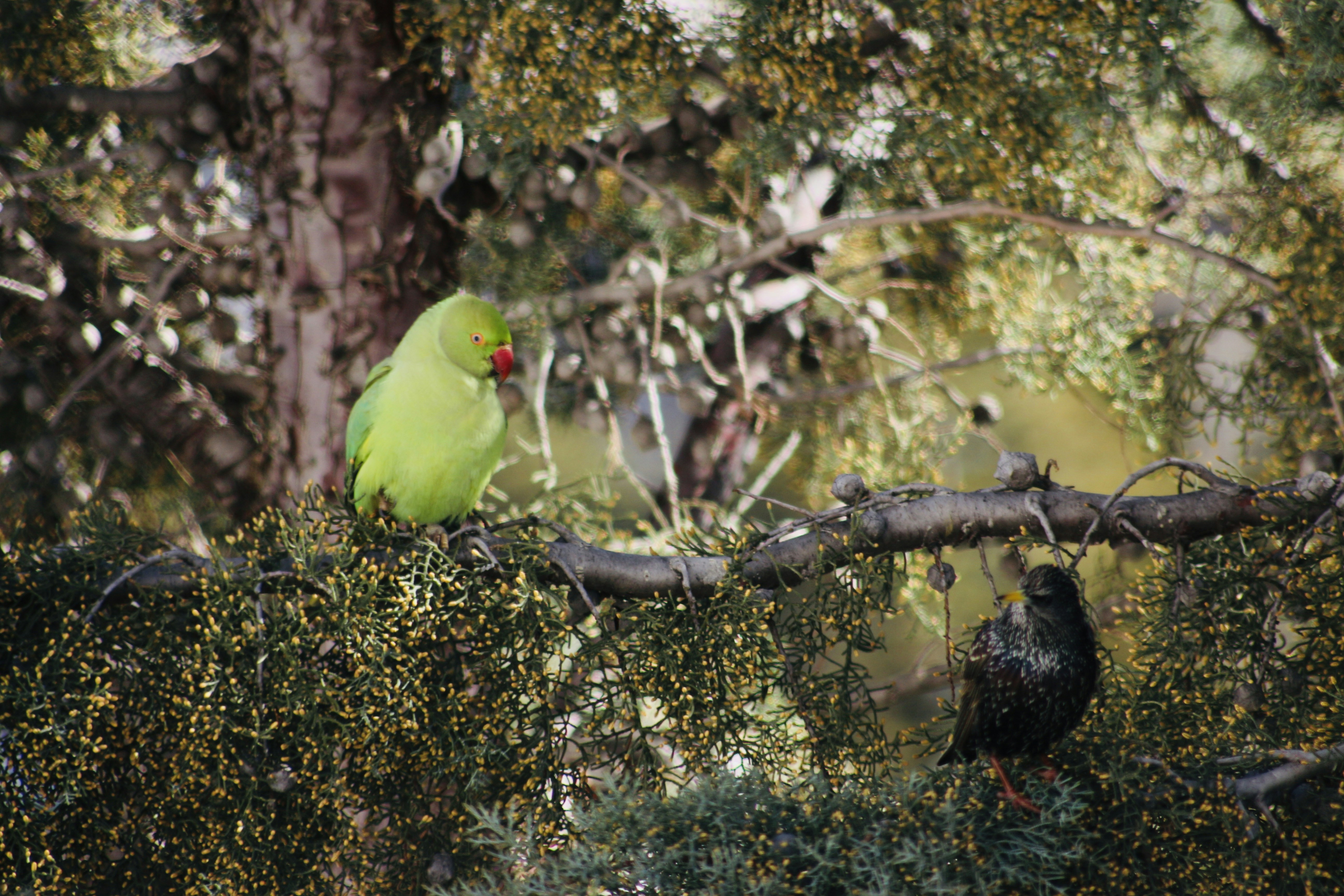 Un pájaro verde sentado en la cima de la rama de un árbol foto – Imagen ...