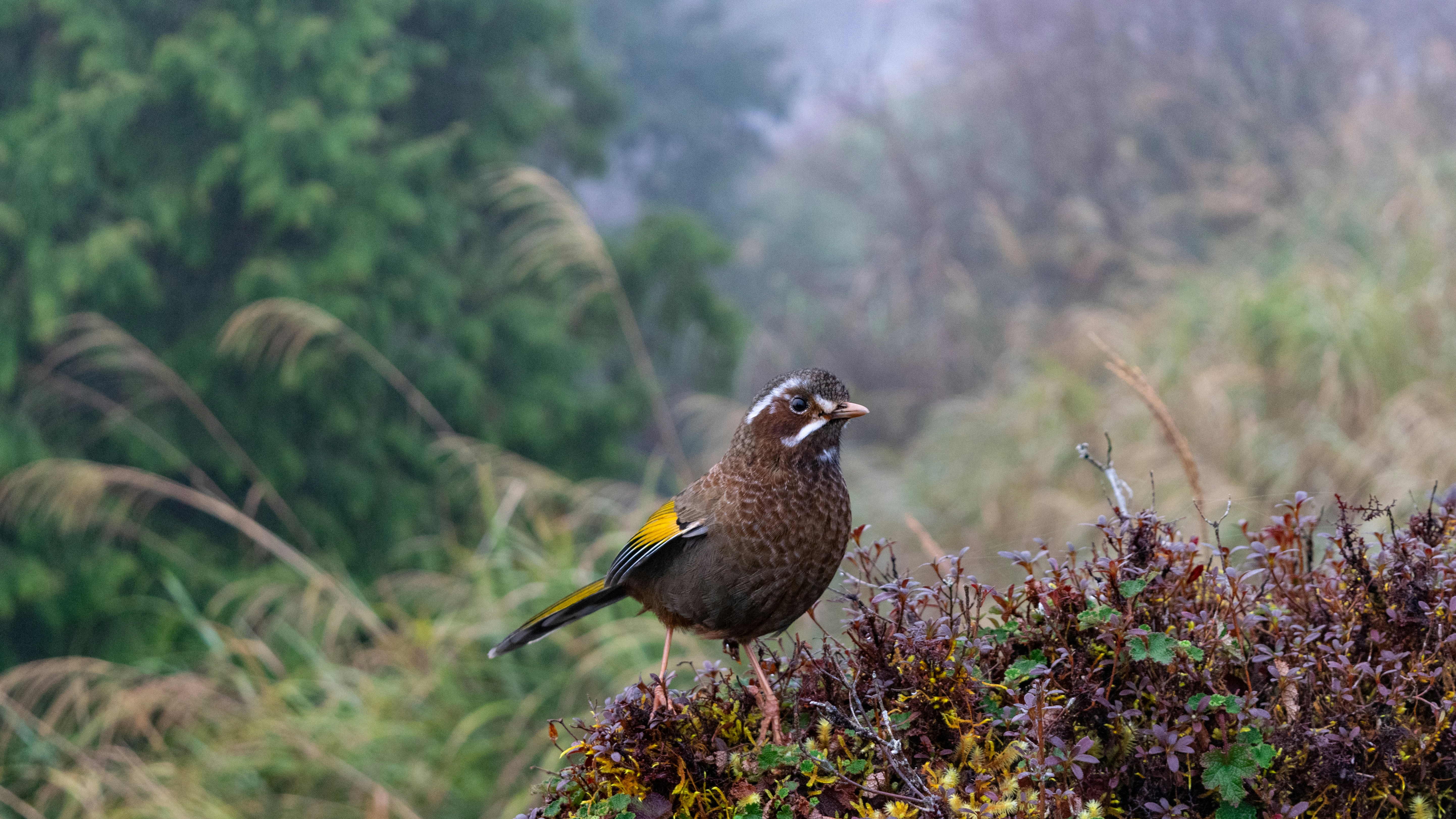 Quiet Moorland Perch: A Brown Warbler with a Yellow Wing Patch