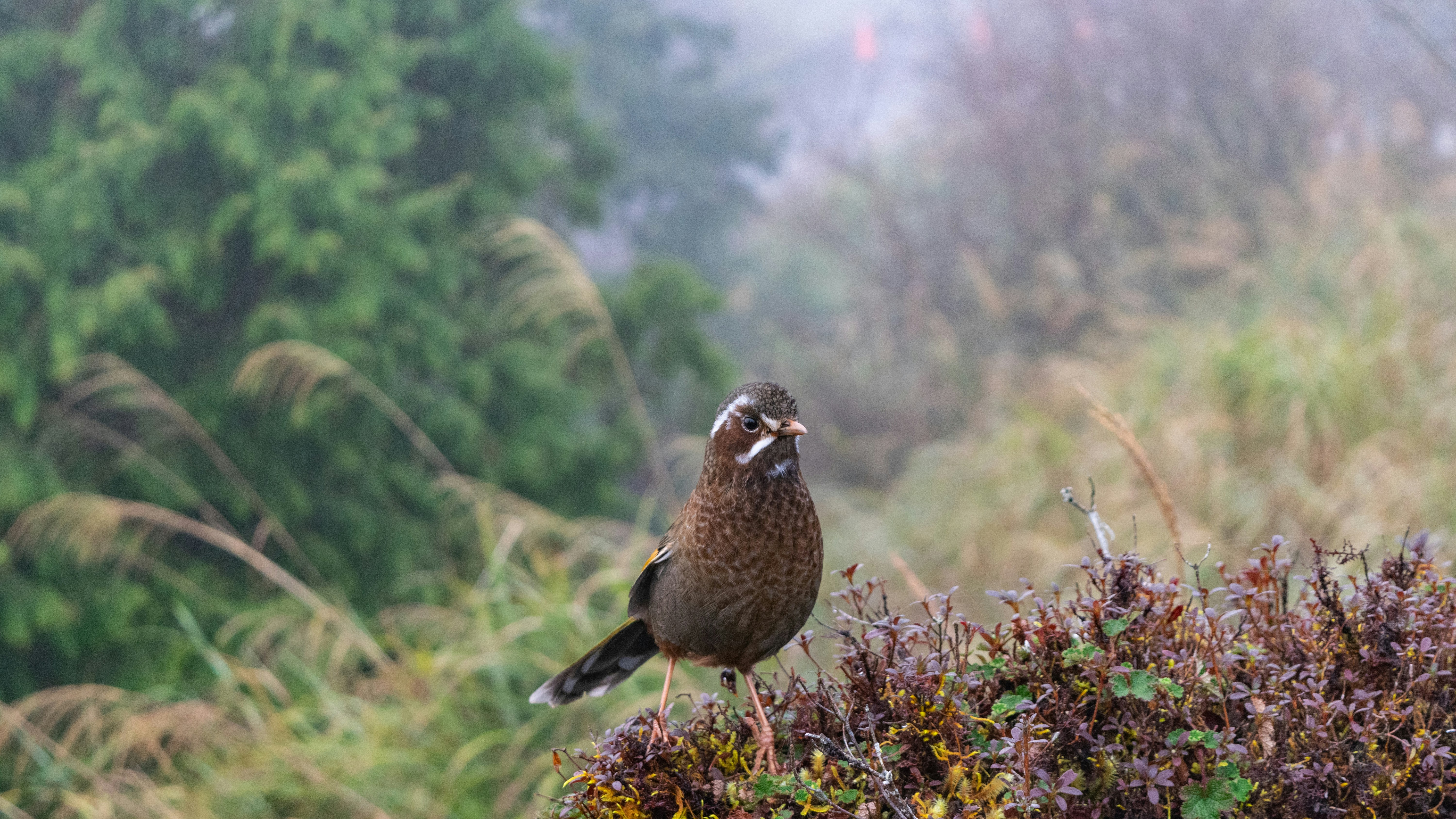 Dawn on the Bramble: A Brown-Speckled Songbird’s Quiet Lookout