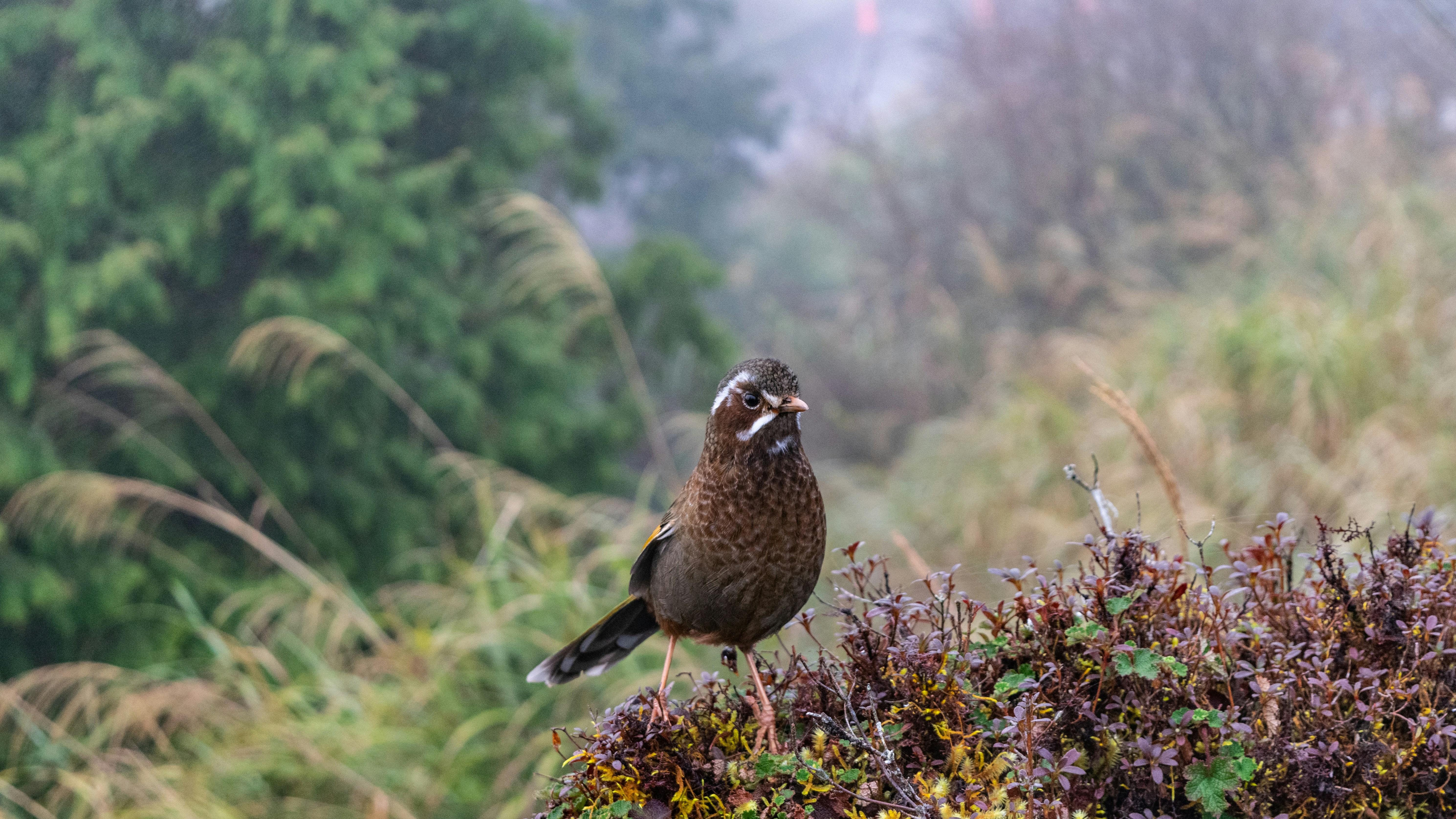 Perched in Quiet Morning: A Brown Songbird on Purple Heathers