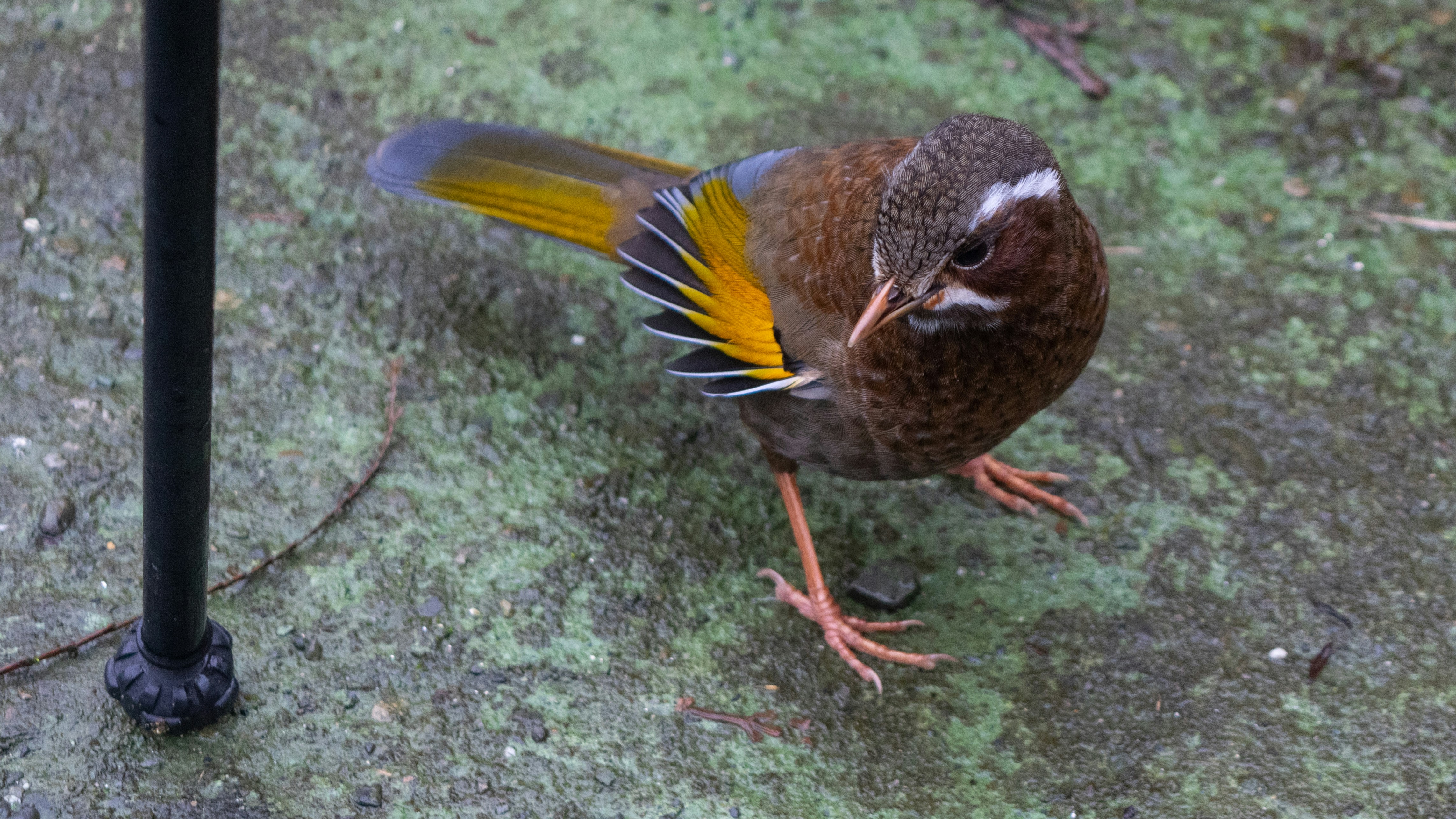 A brown bird with striking yellow tail feathers forages on a mossy surface near a black metal pole.