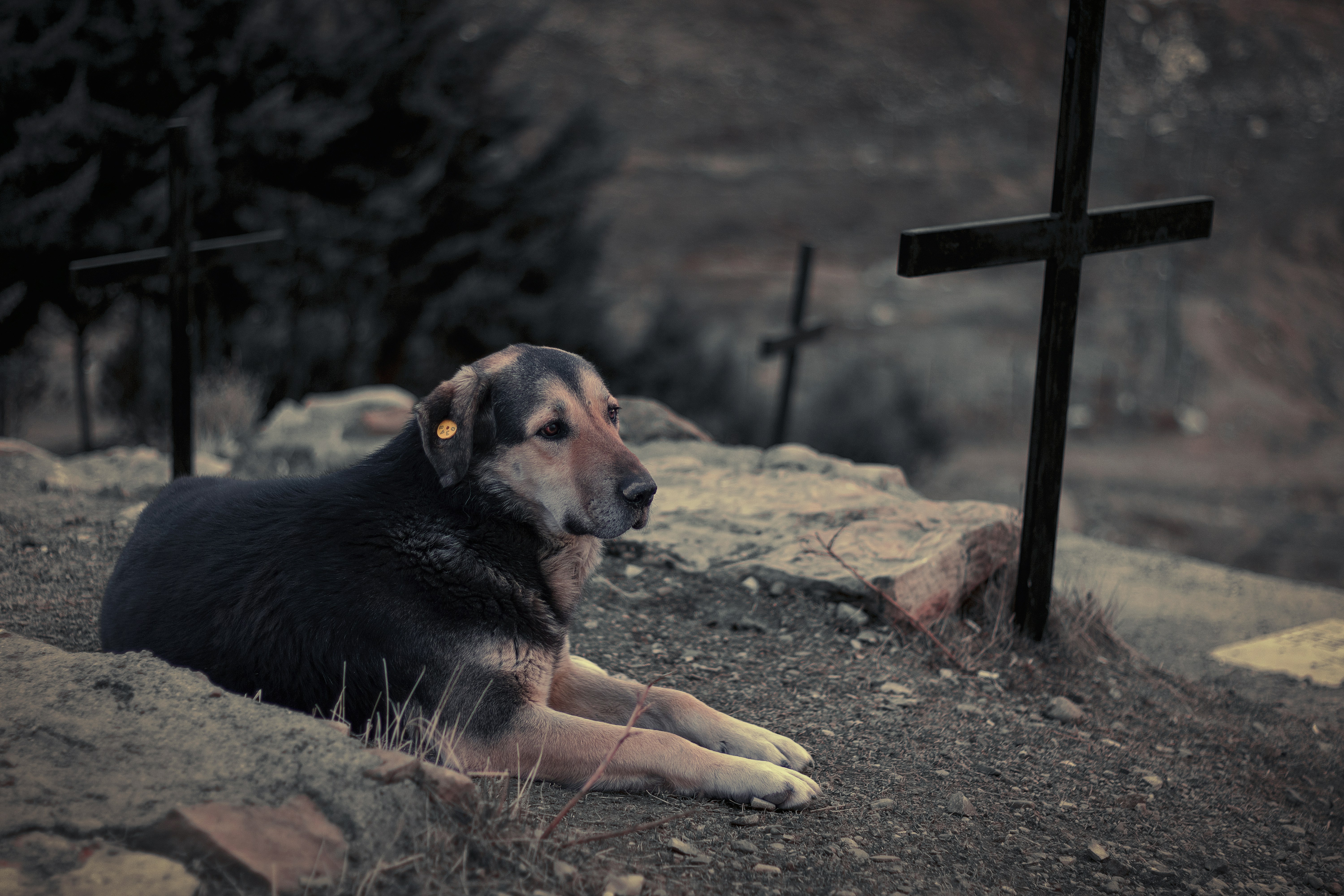 Dusk Sentinel: A Lone Dog Resting Amid Cemetery Crosses