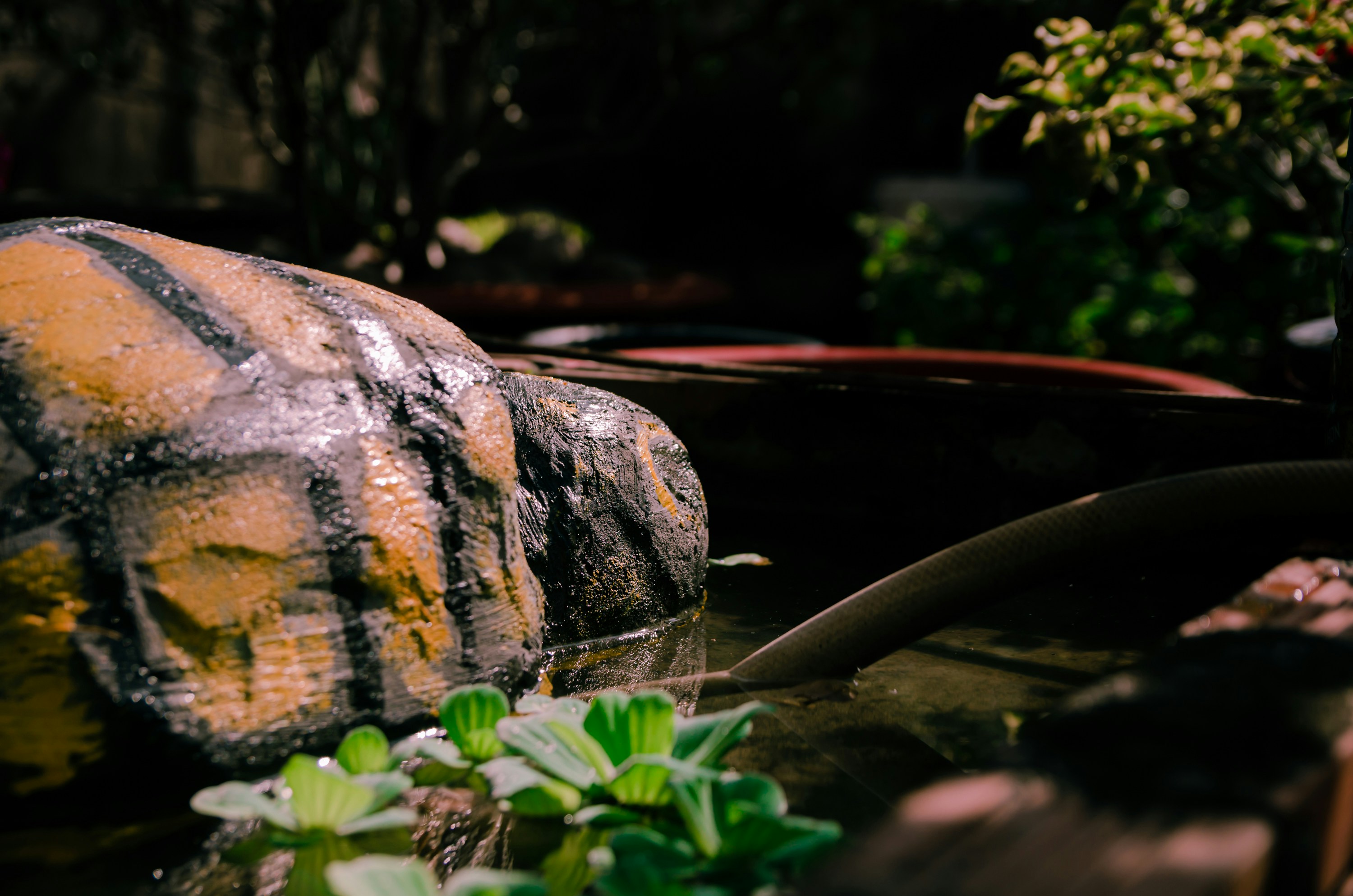 a close up of a rock with a plant growing out of it