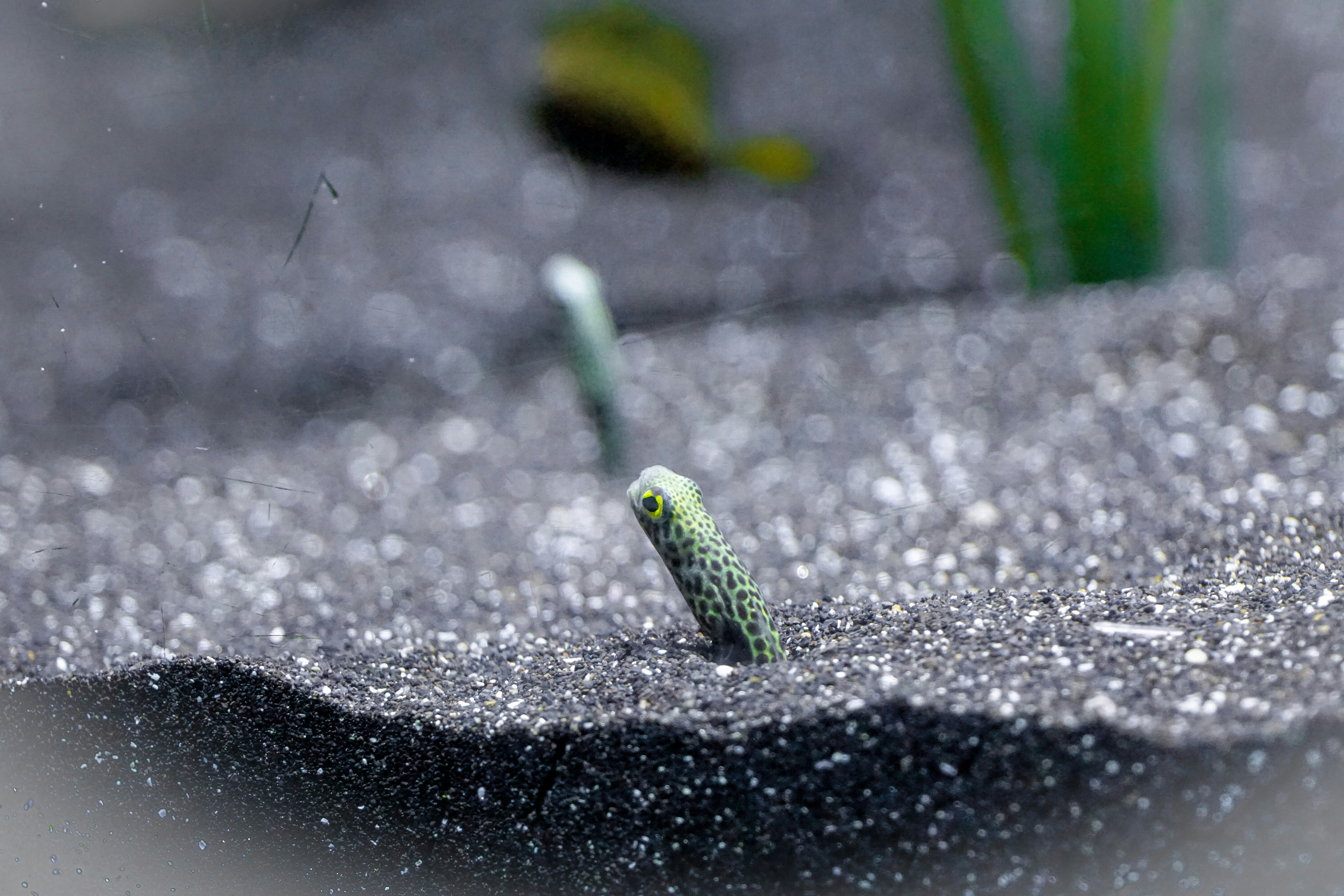 A close up of a small green fish in a pond photo – Free Water life ...