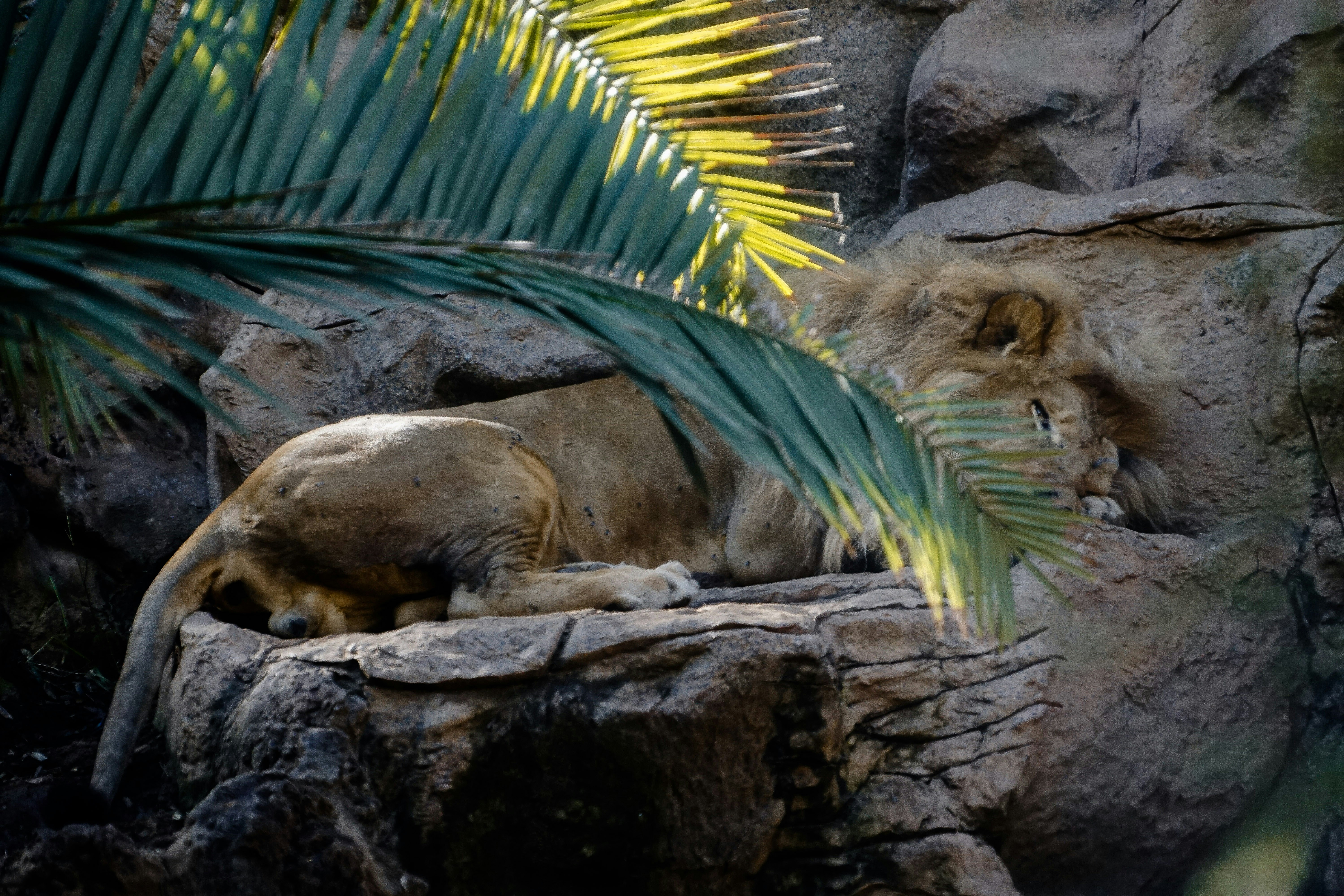 a lion laying on top of a rock next to a palm tree