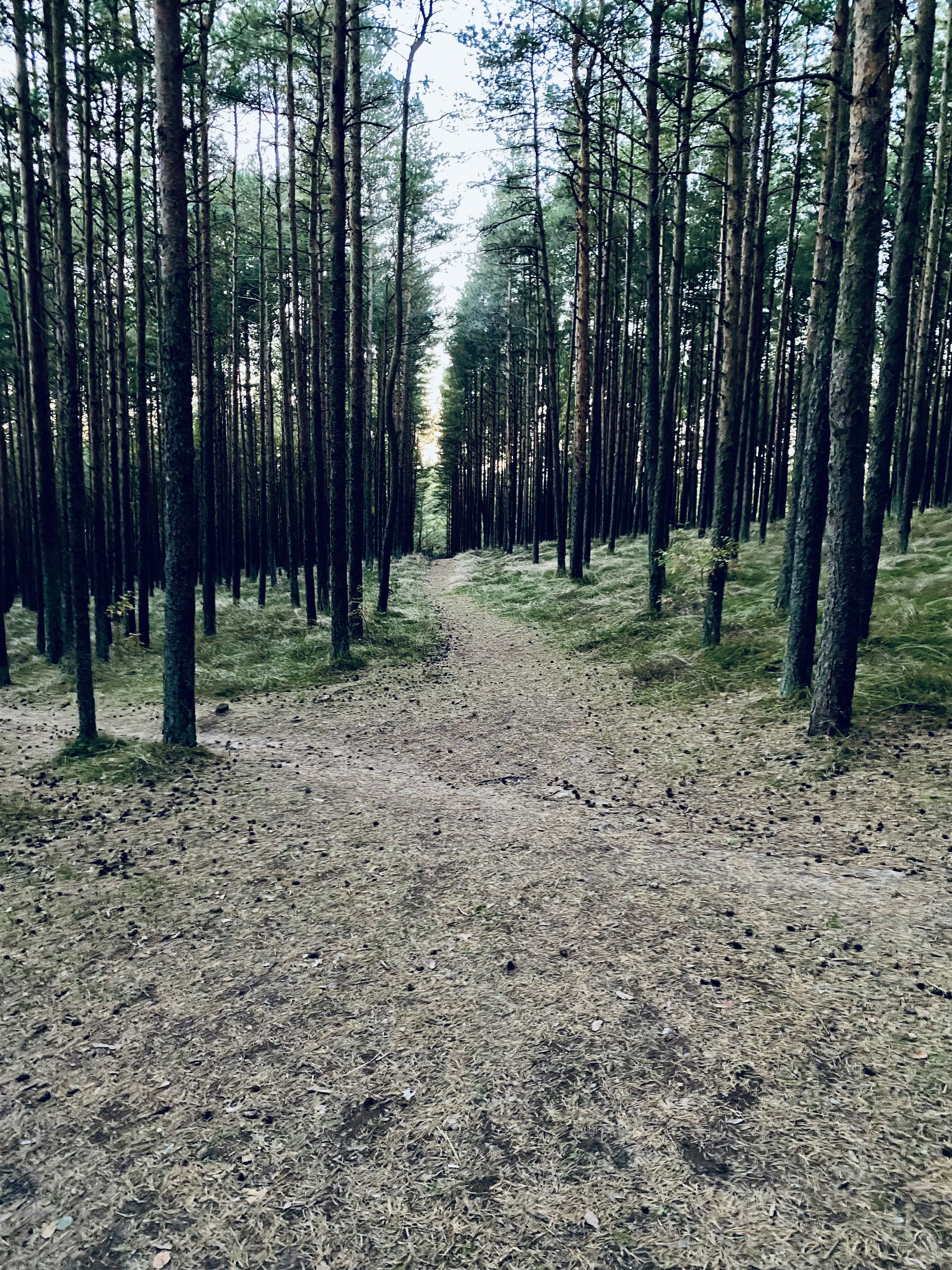 A winding trail through a dense forest of tall pine trees, leading toward a softly illuminated clearing in the distance.